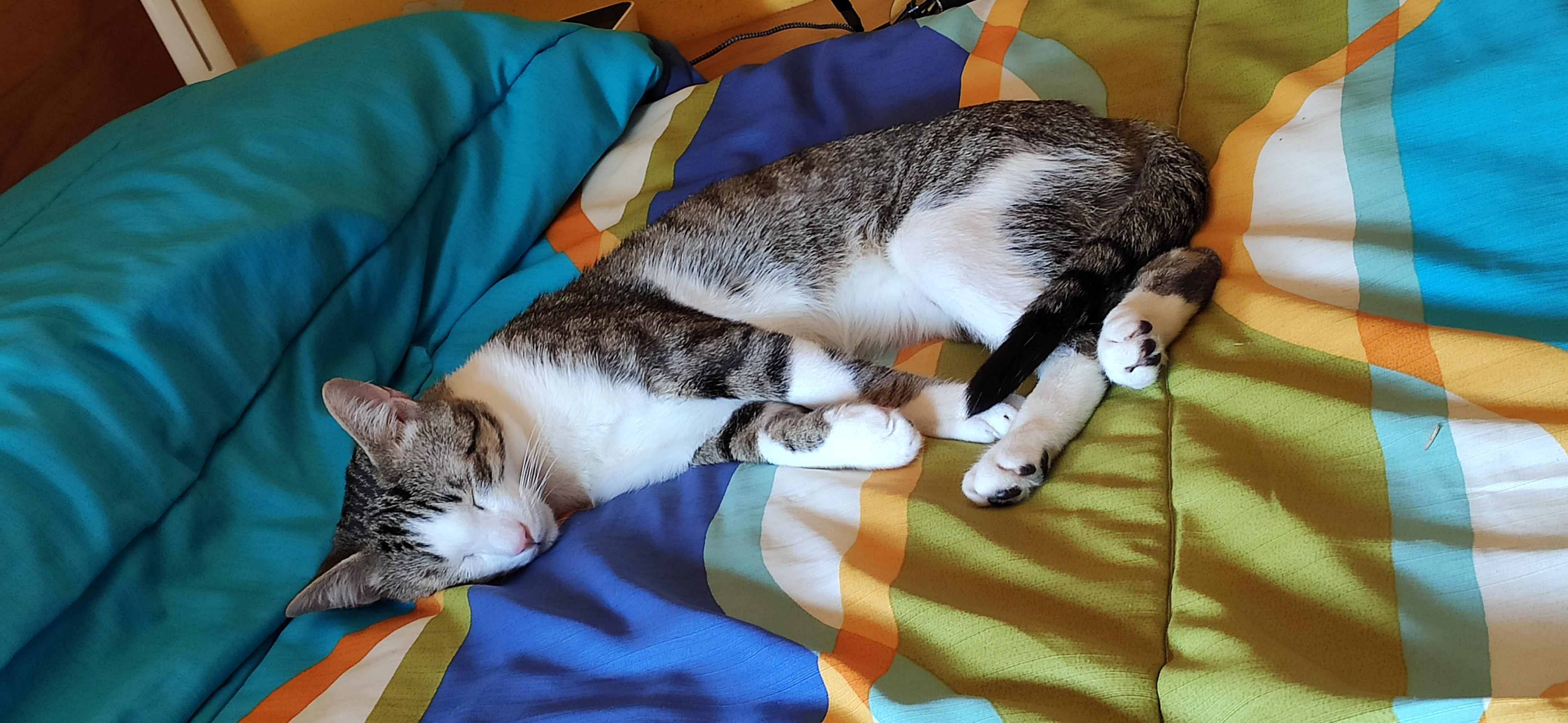 Sleeping Bruce | Scrolller