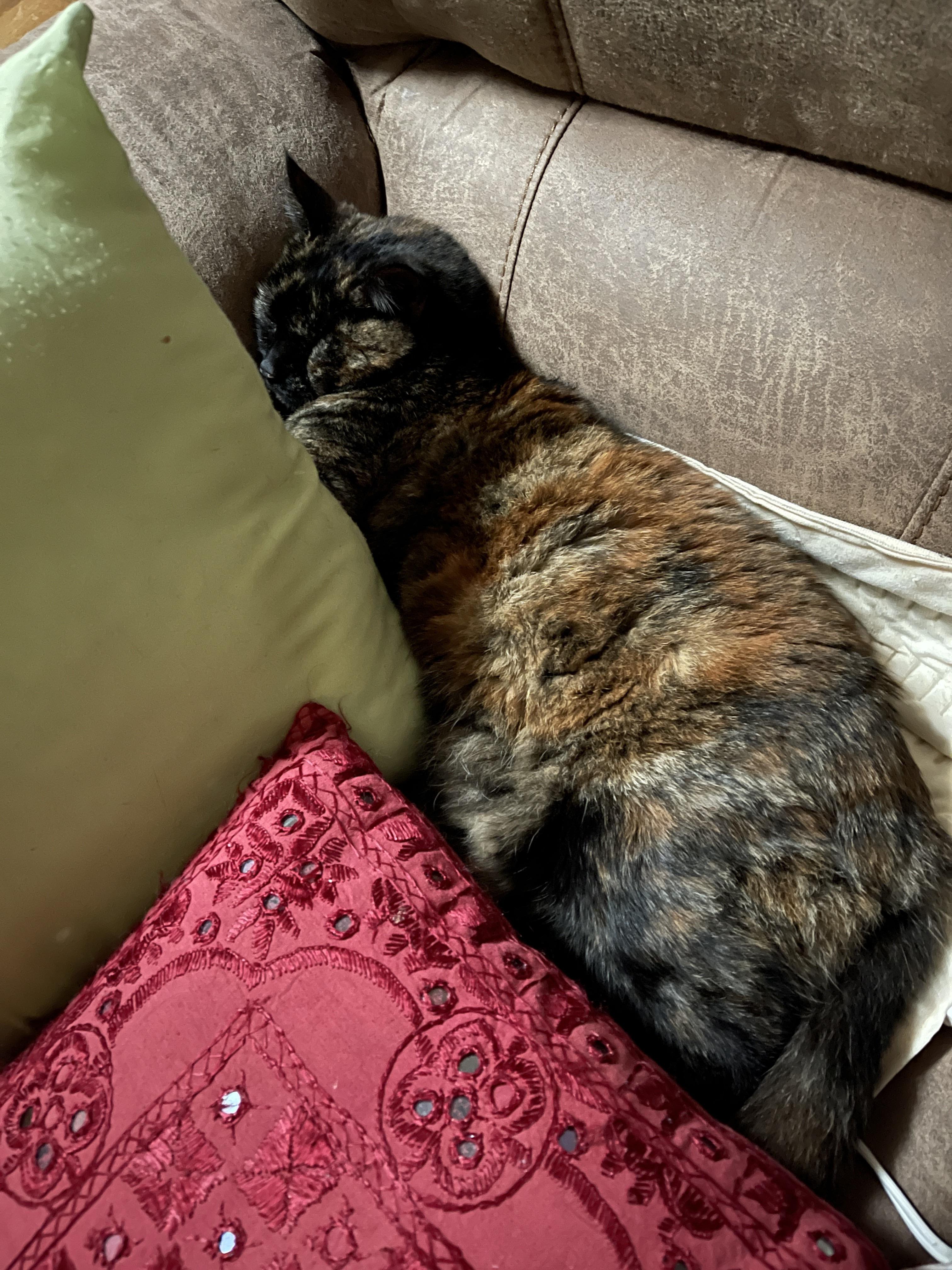 Sleeping cat shot on iPhone 12 Pro Max | Scrolller