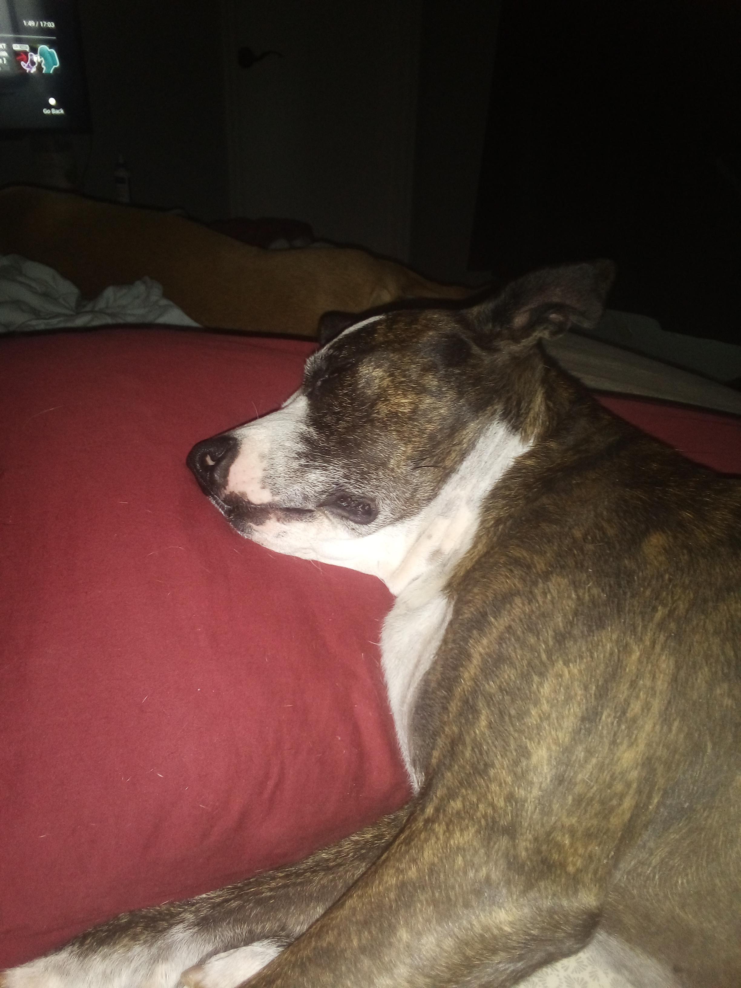 Sleeping doggo | Scrolller