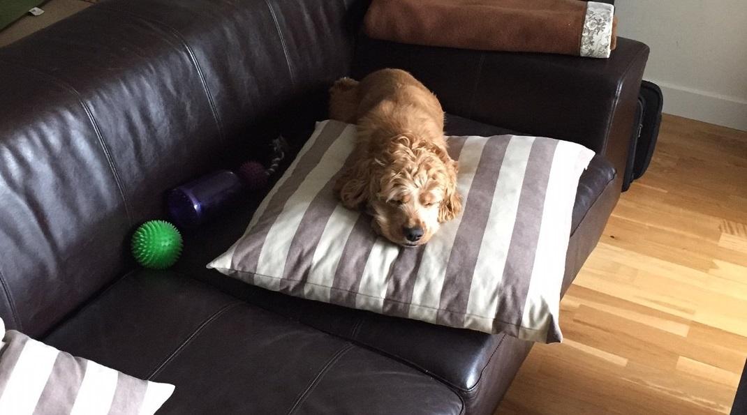 Sleeping loaf of cocker spaniel puppy | Scrolller