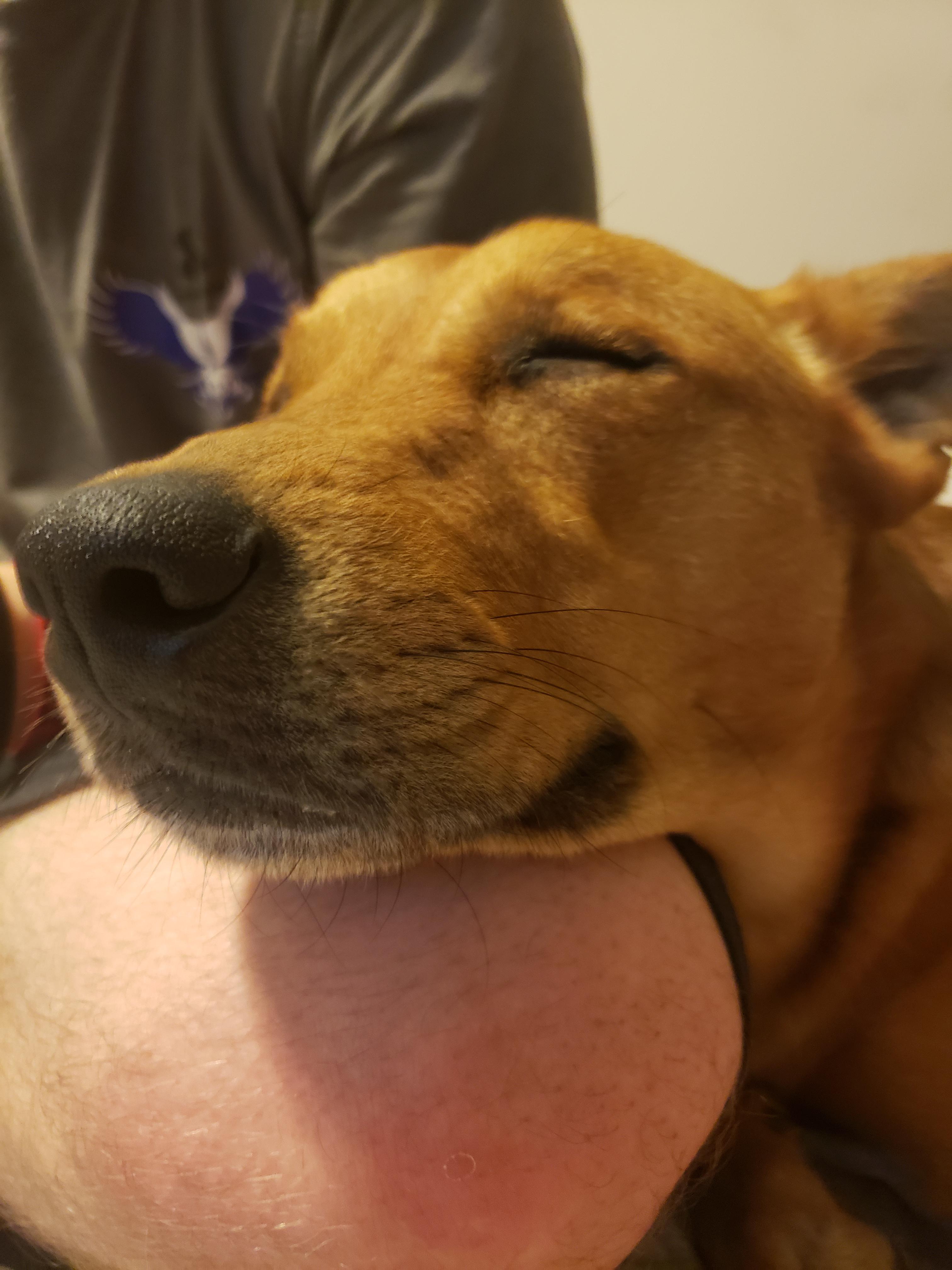 Sleeping pupper | Scrolller