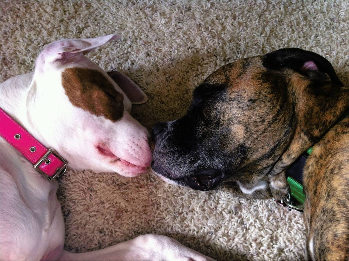 Sleeping snoot to snoot is too cute | Scrolller