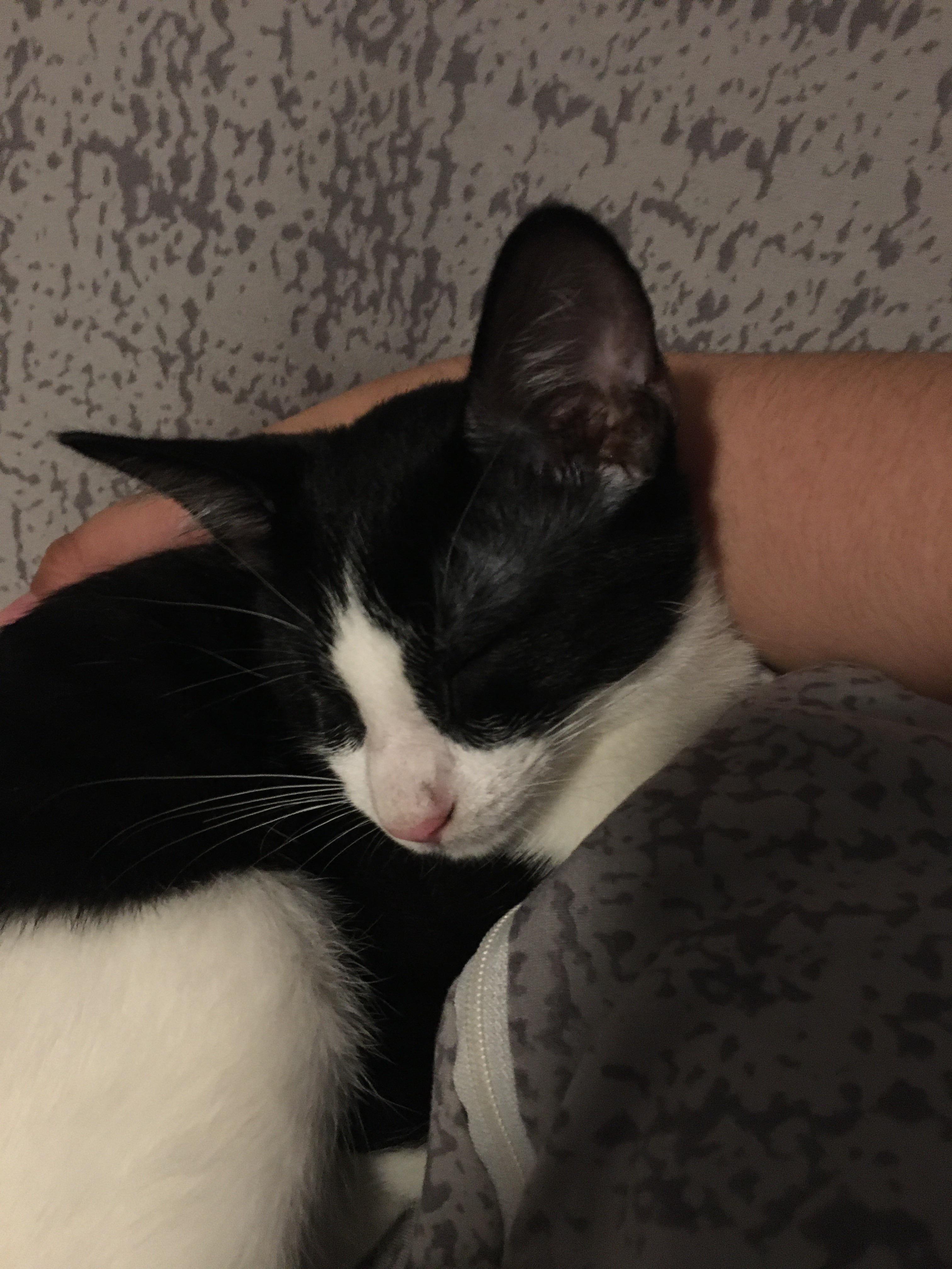 Sleepy boi | Scrolller