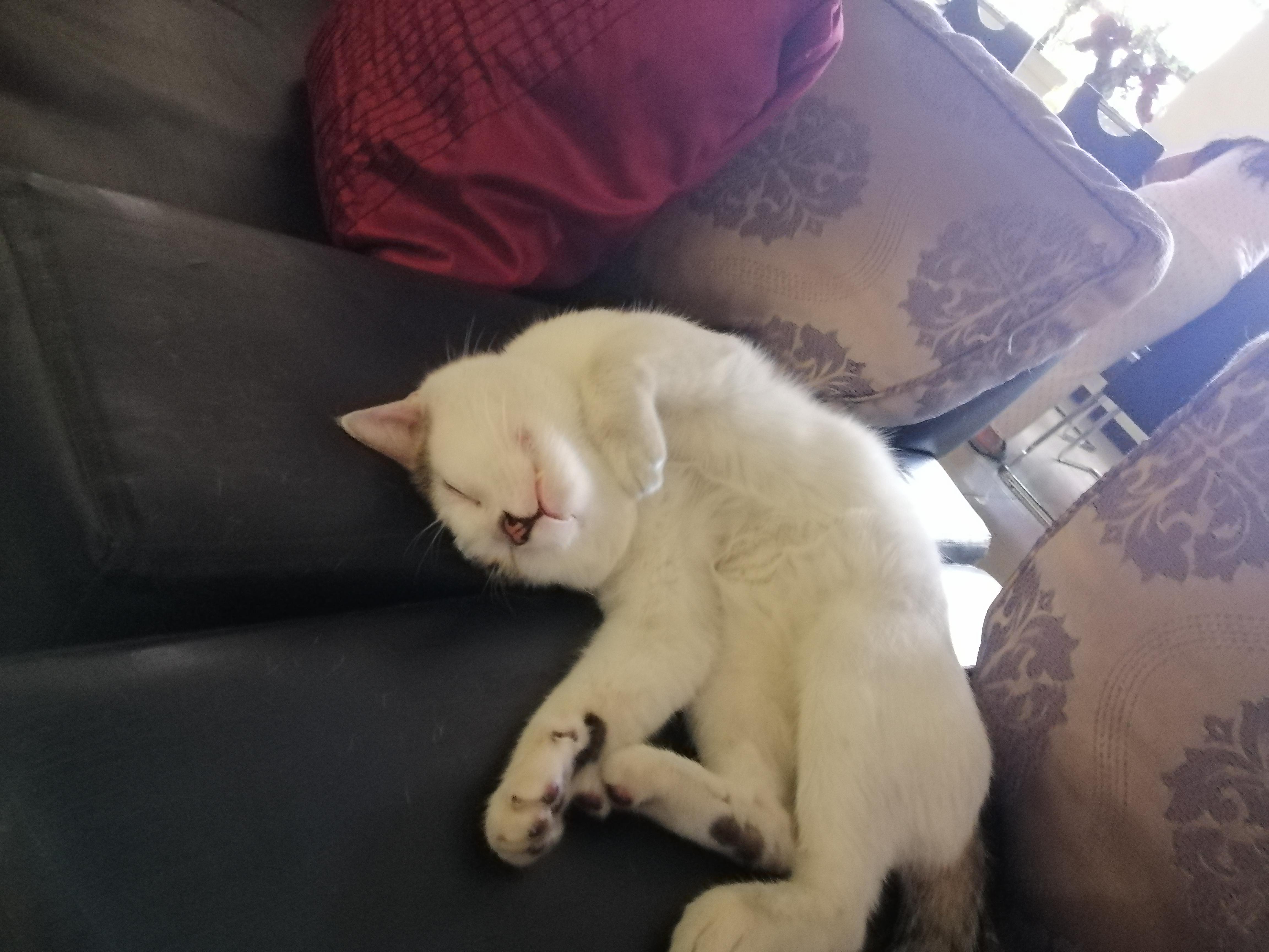 Sleepy boi | Scrolller