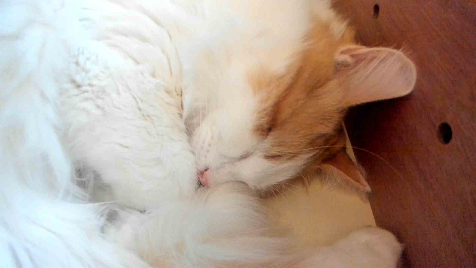 Sleepy Boi | Scrolller