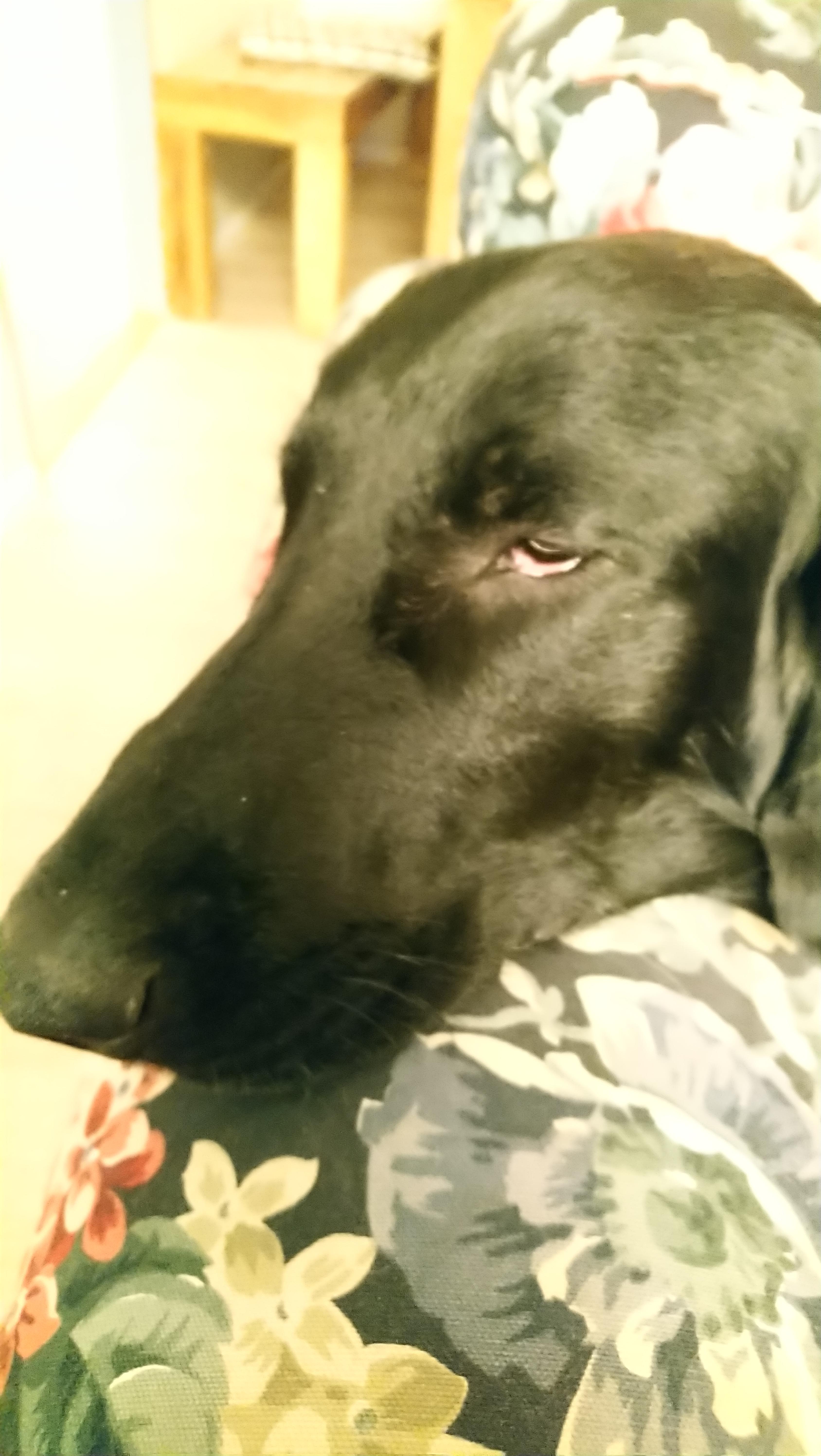 Sleepy boi | Scrolller