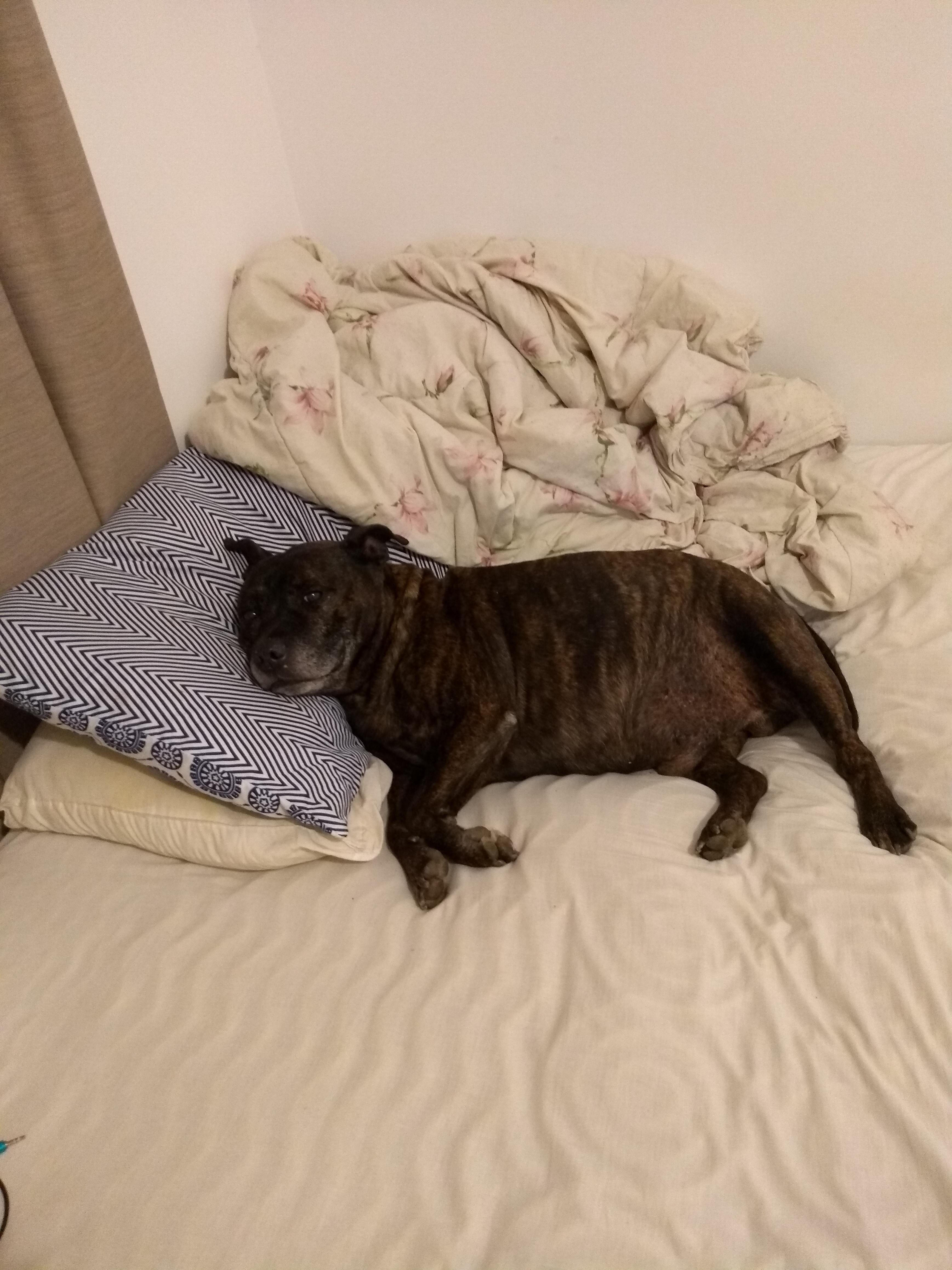 Sleepy boi | Scrolller