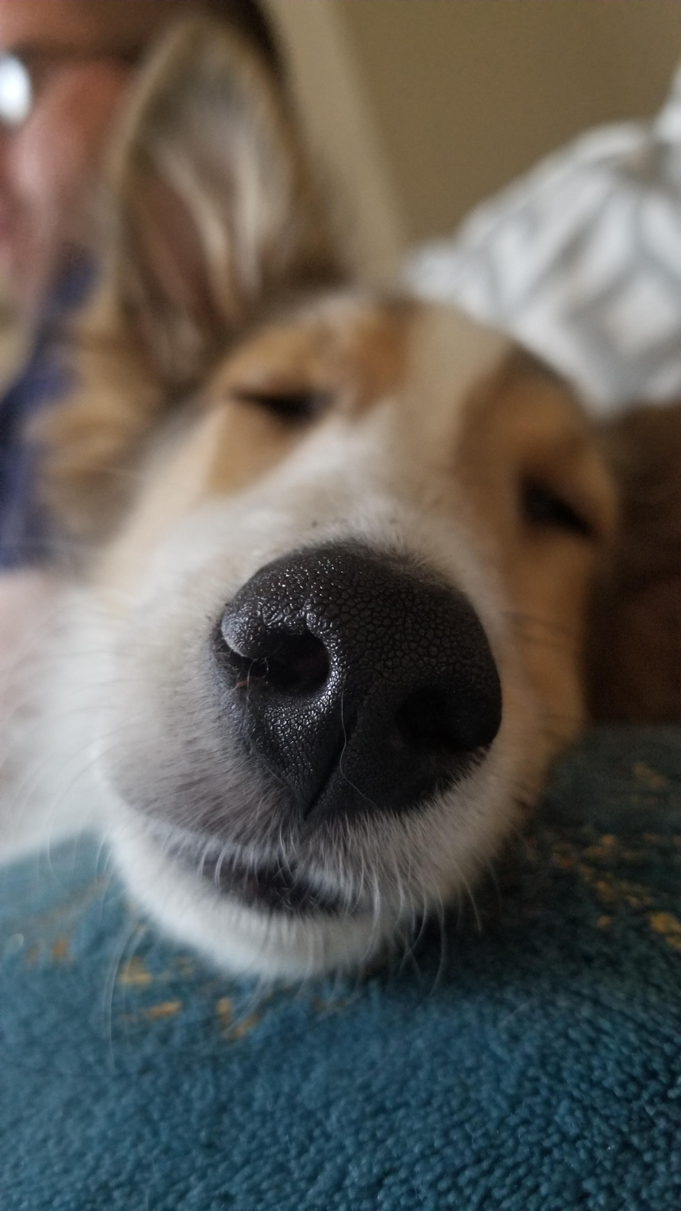 Sleepy Boomer after a long day of playing with his human siblings. | Scrolller