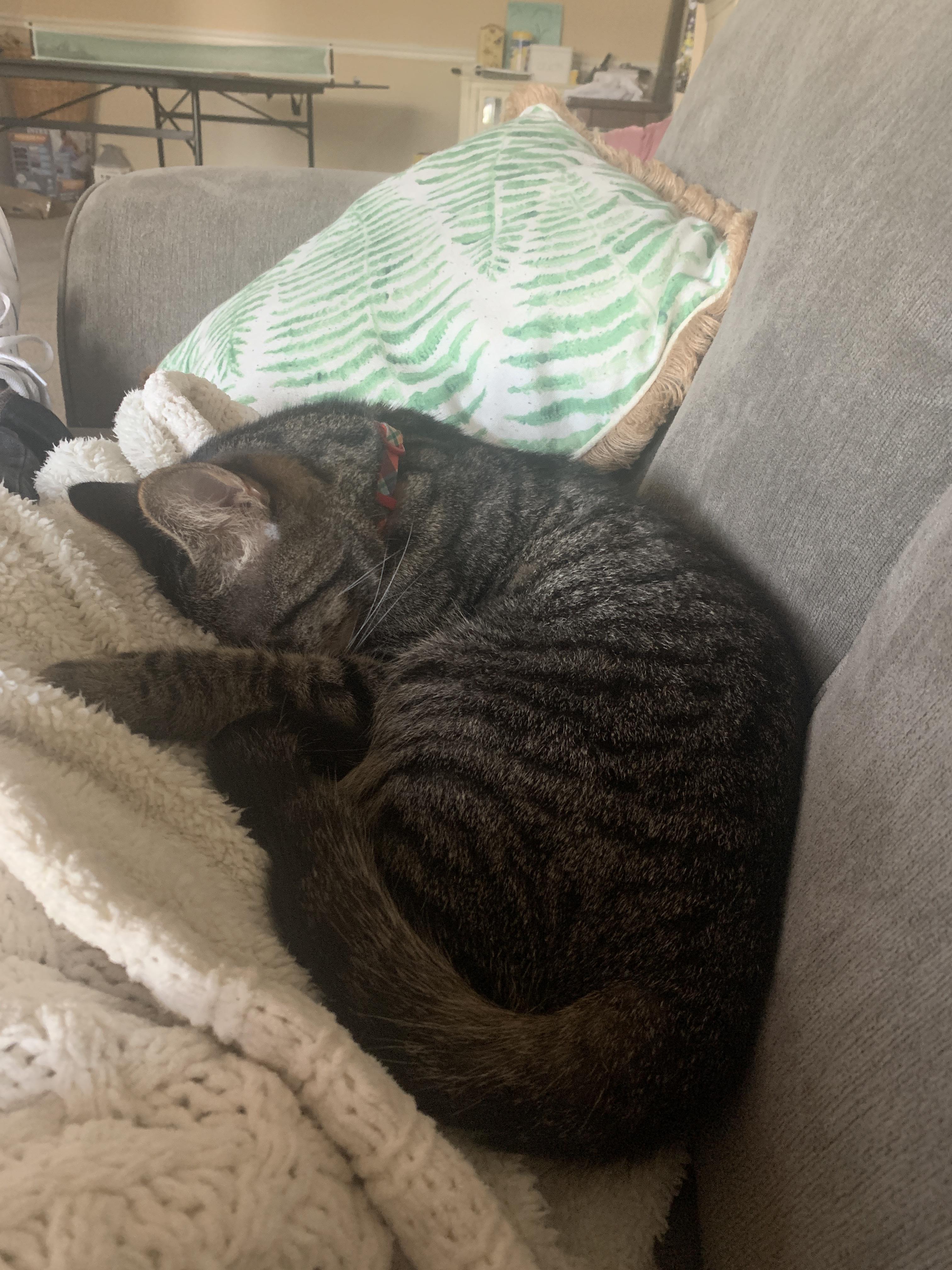 Sleepy boy | Scrolller