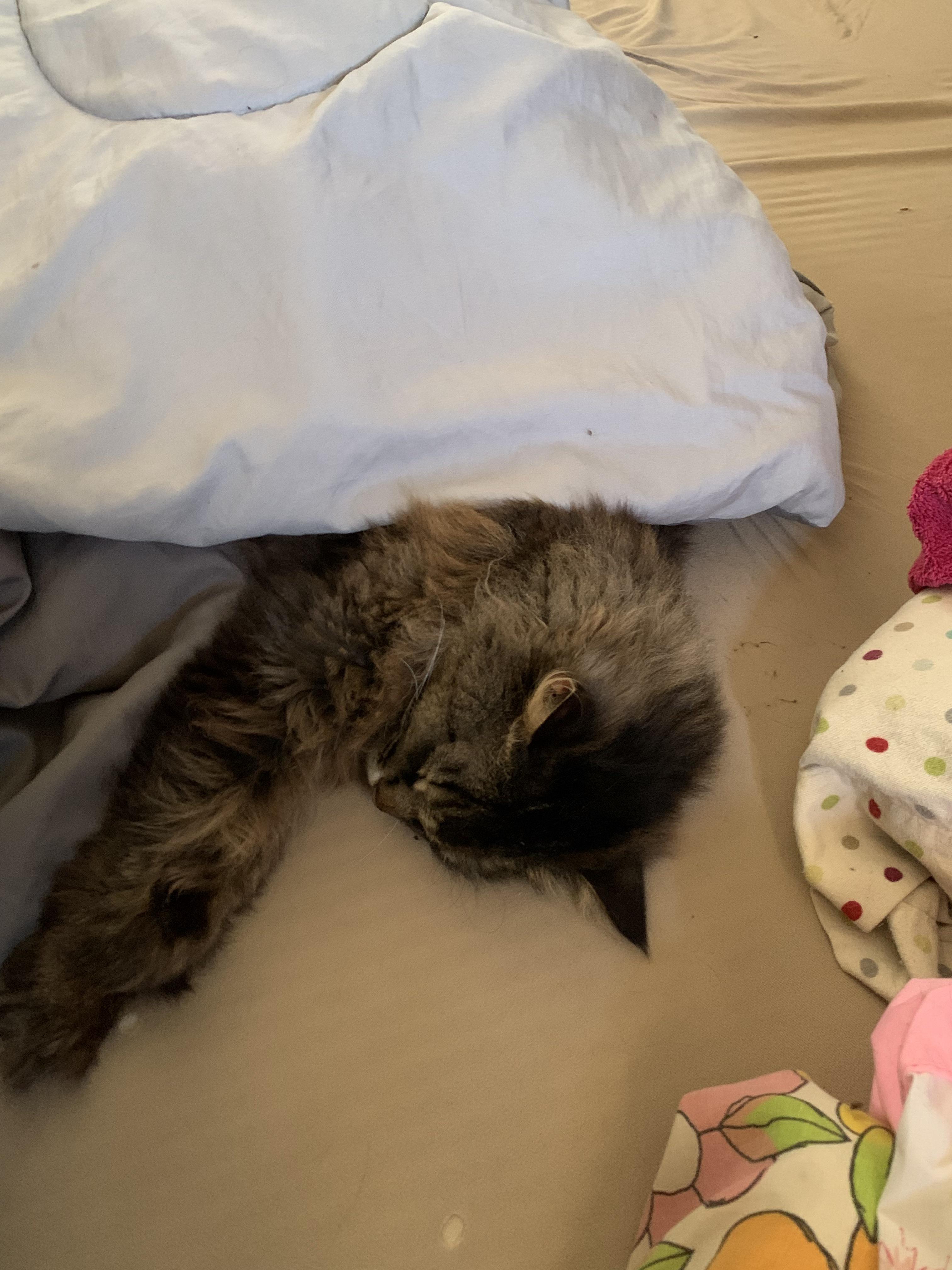 Sleepy Boy | Scrolller