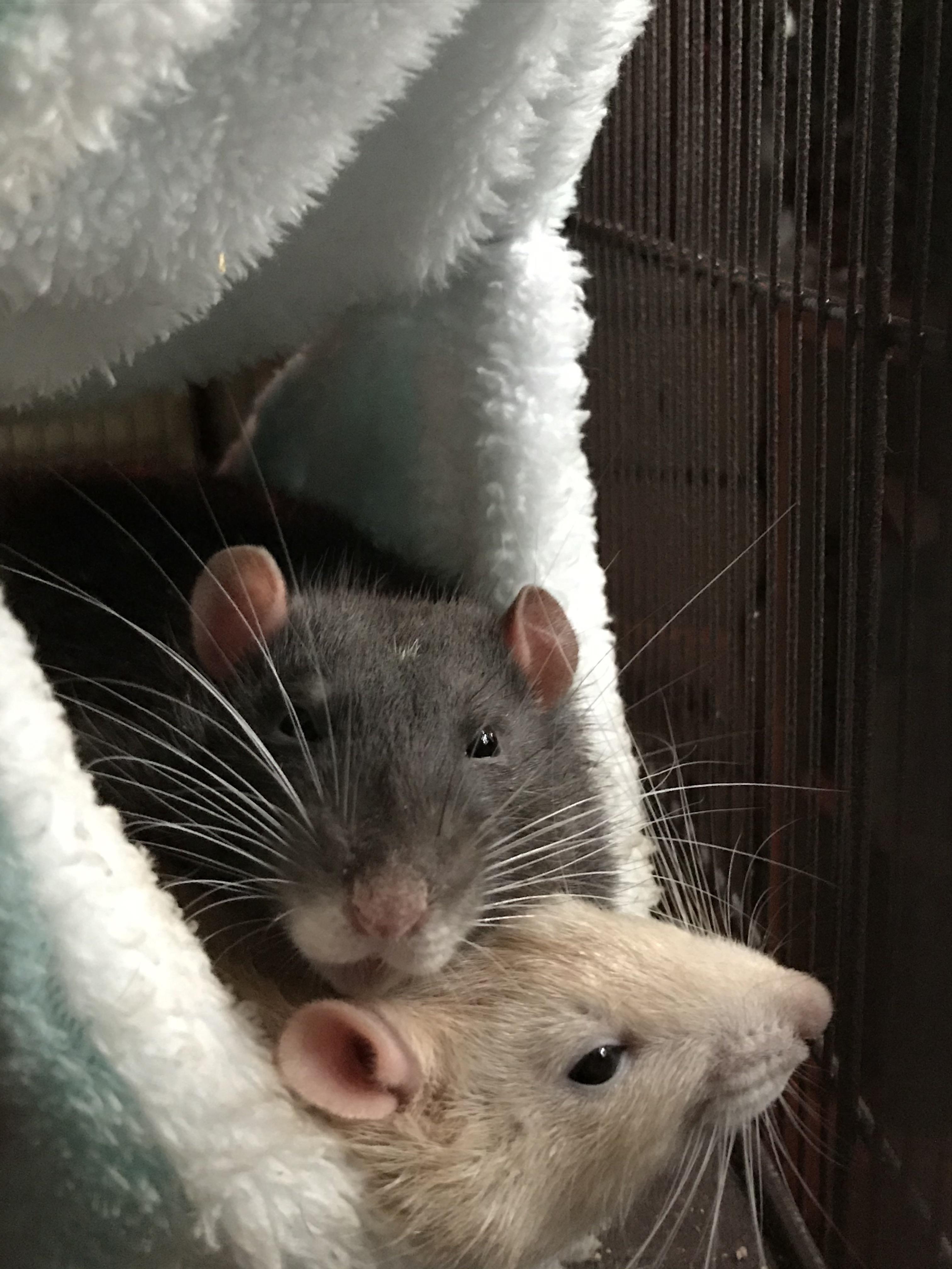 Sleepy :) | Scrolller