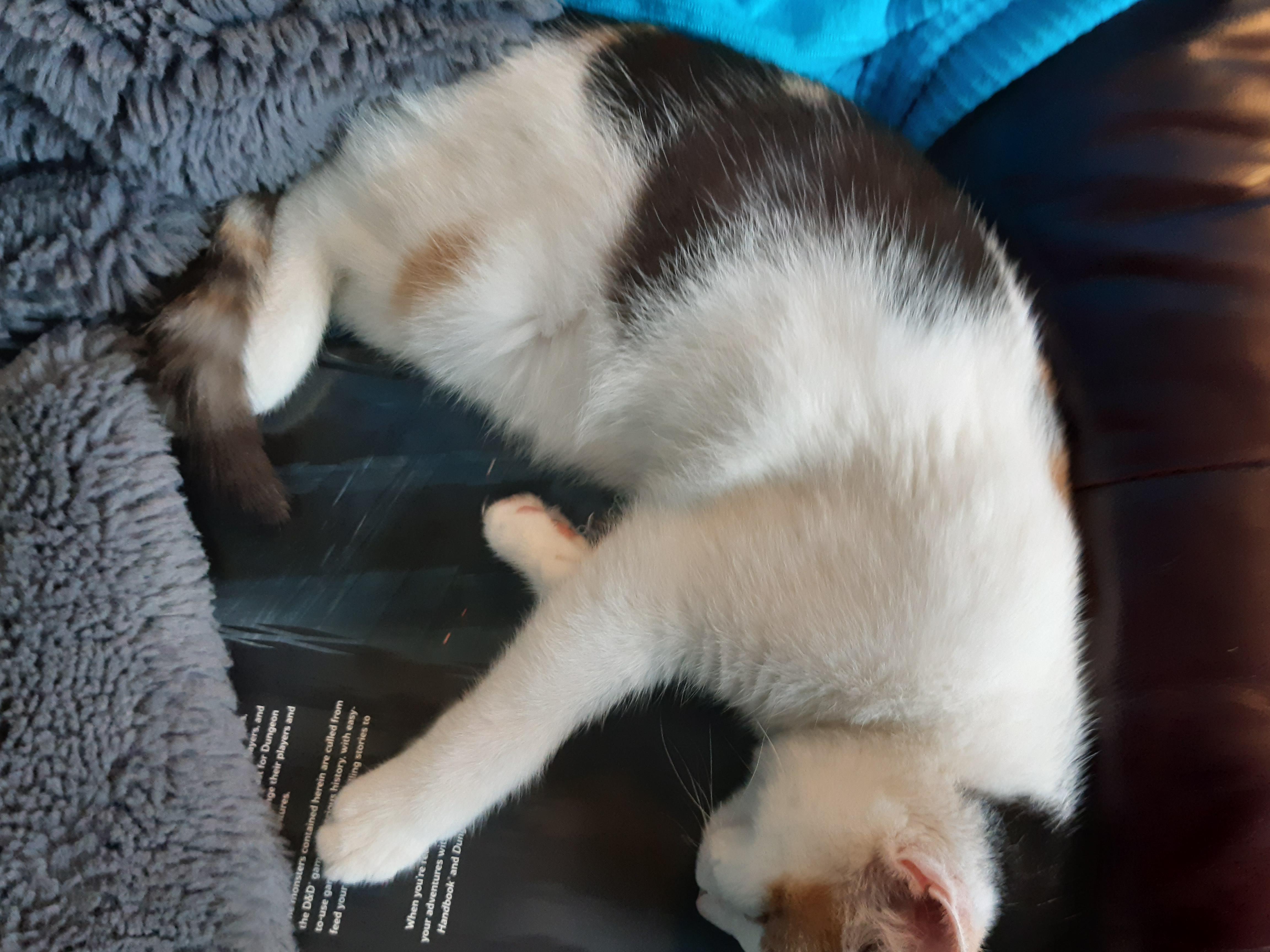 Sleepy girl | Scrolller