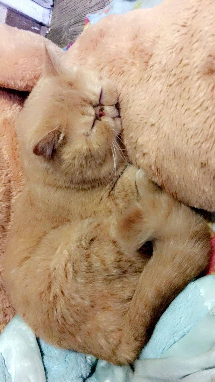 Sleepy Grumpy Cat 😴 | Scrolller