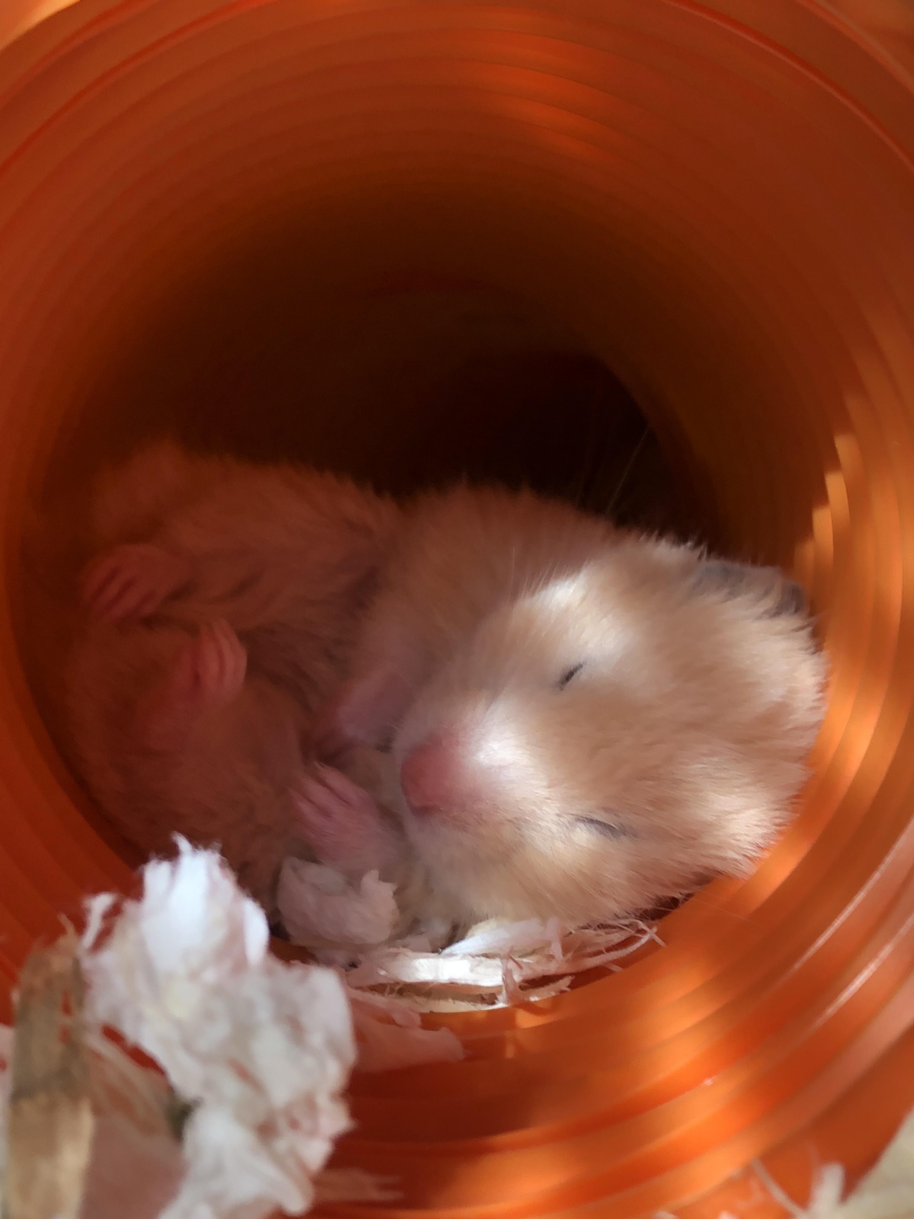 Sleepy Ham | Scrolller