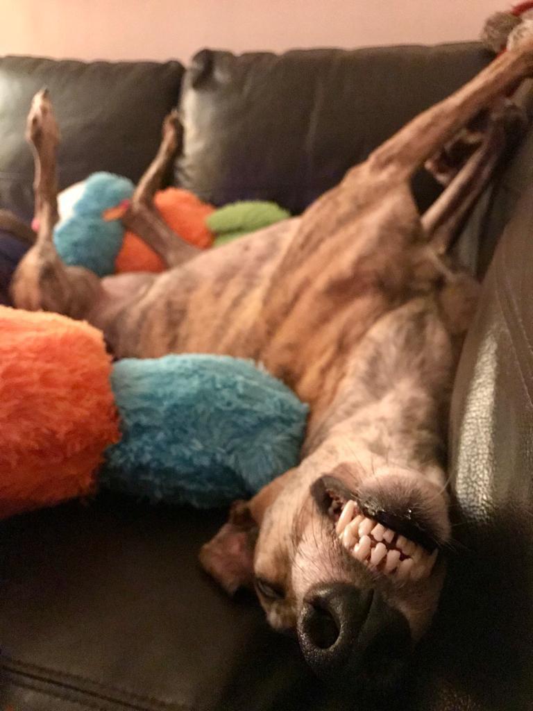 Sleepy hound | Scrolller