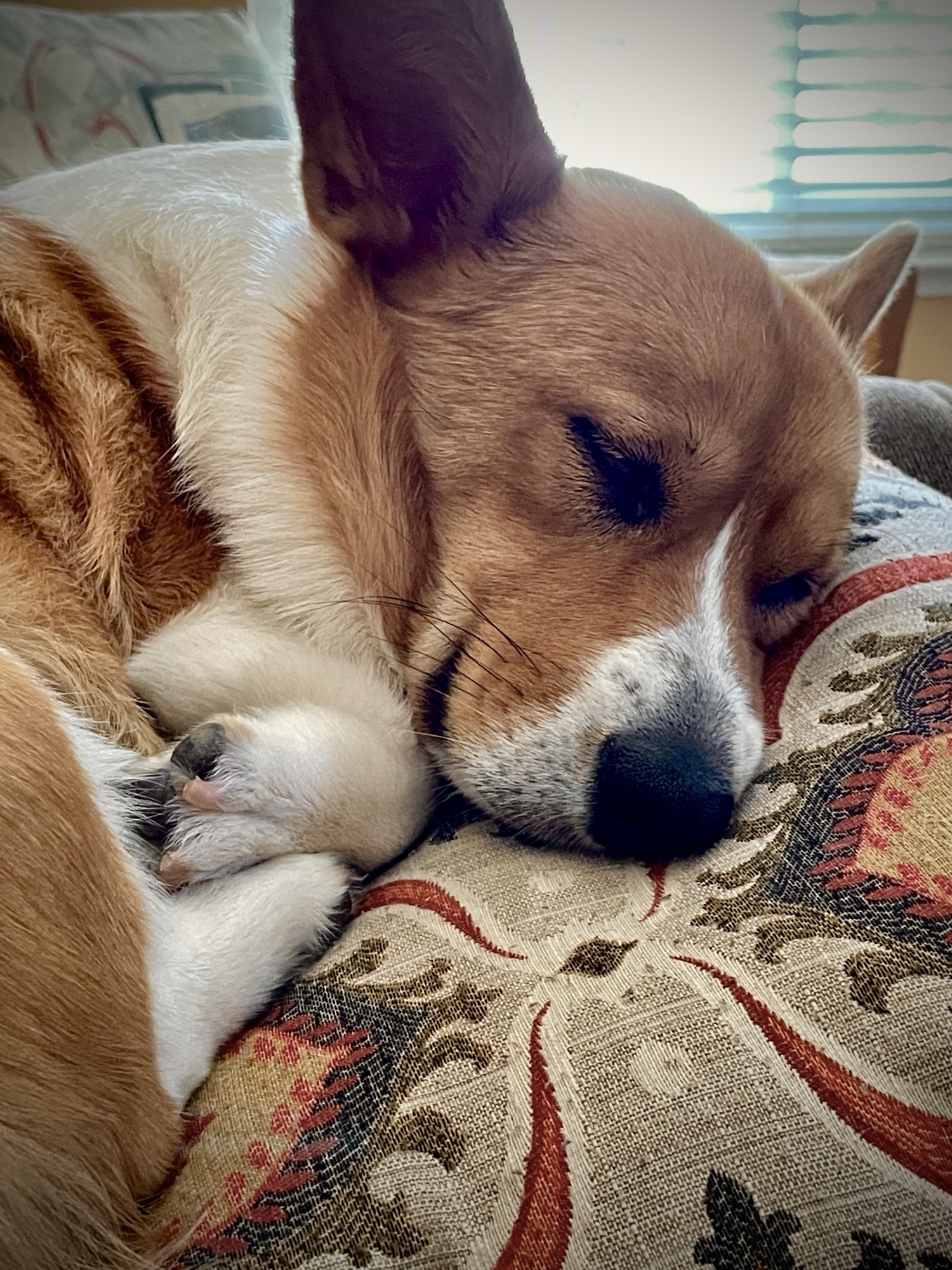 Sleepy Jeffrey! | Scrolller