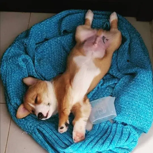 Sleepy Juno Scrolller