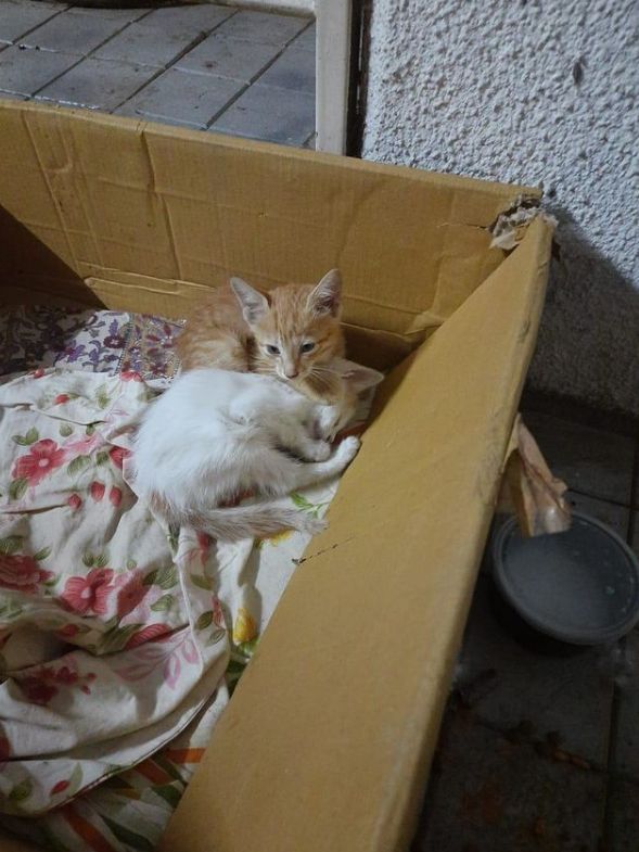 sleepy kitties🐈 | Scrolller