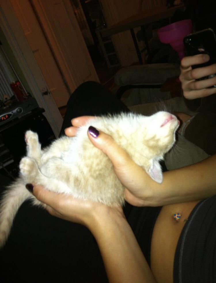 Sleepy Kitty Scrolller
