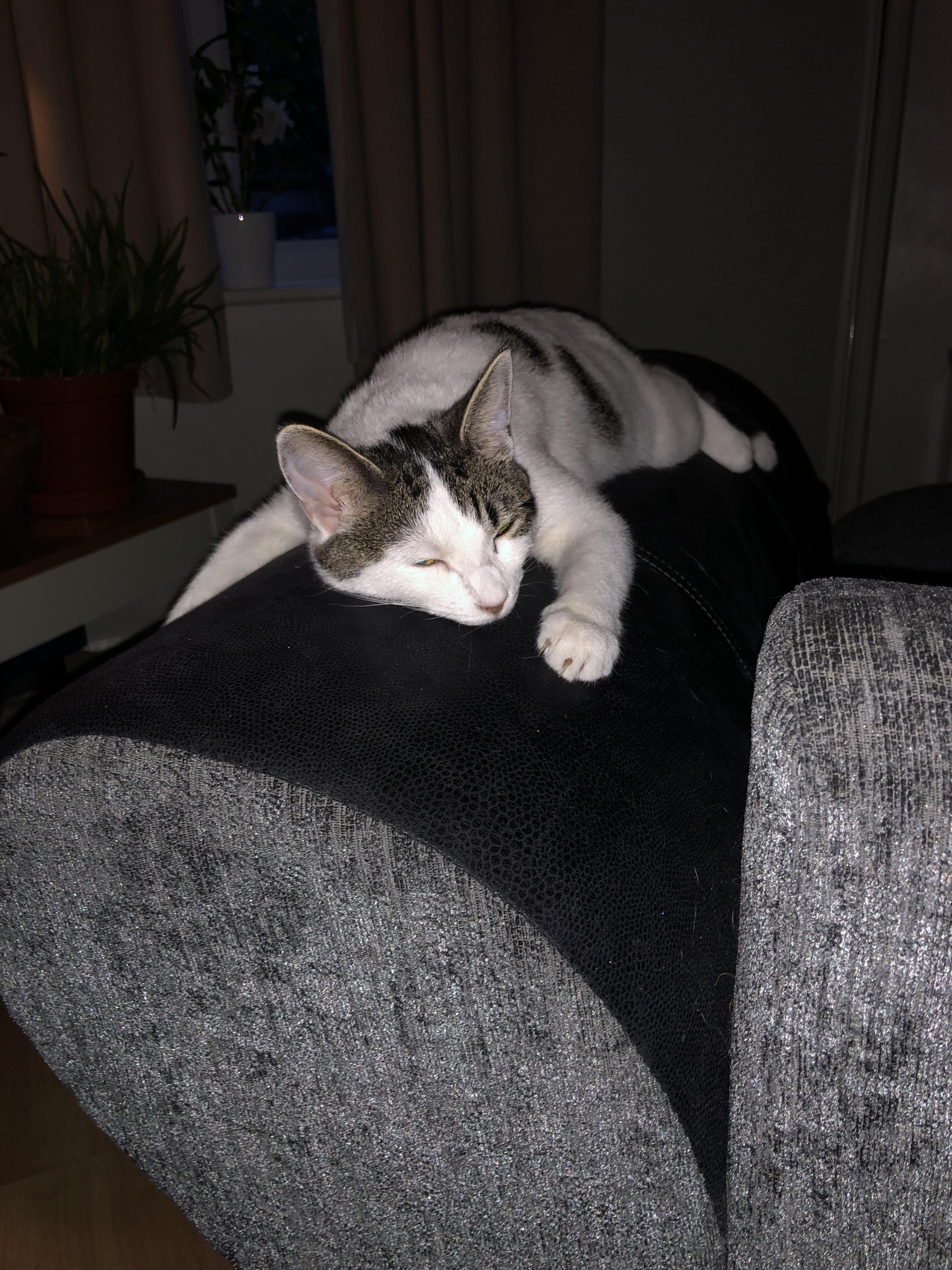 Sleepy kitty | Scrolller