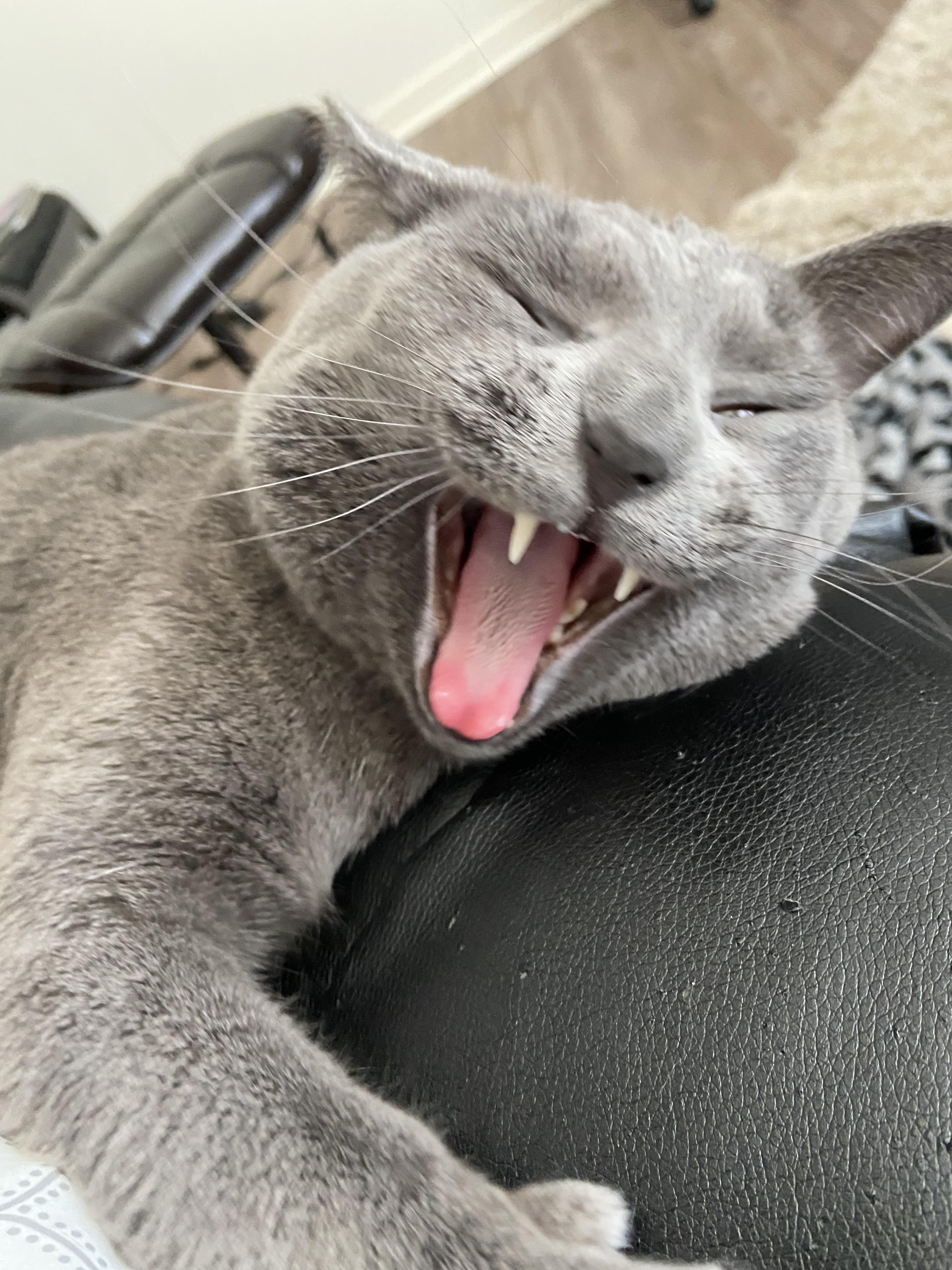 Sleepy kitty | Scrolller