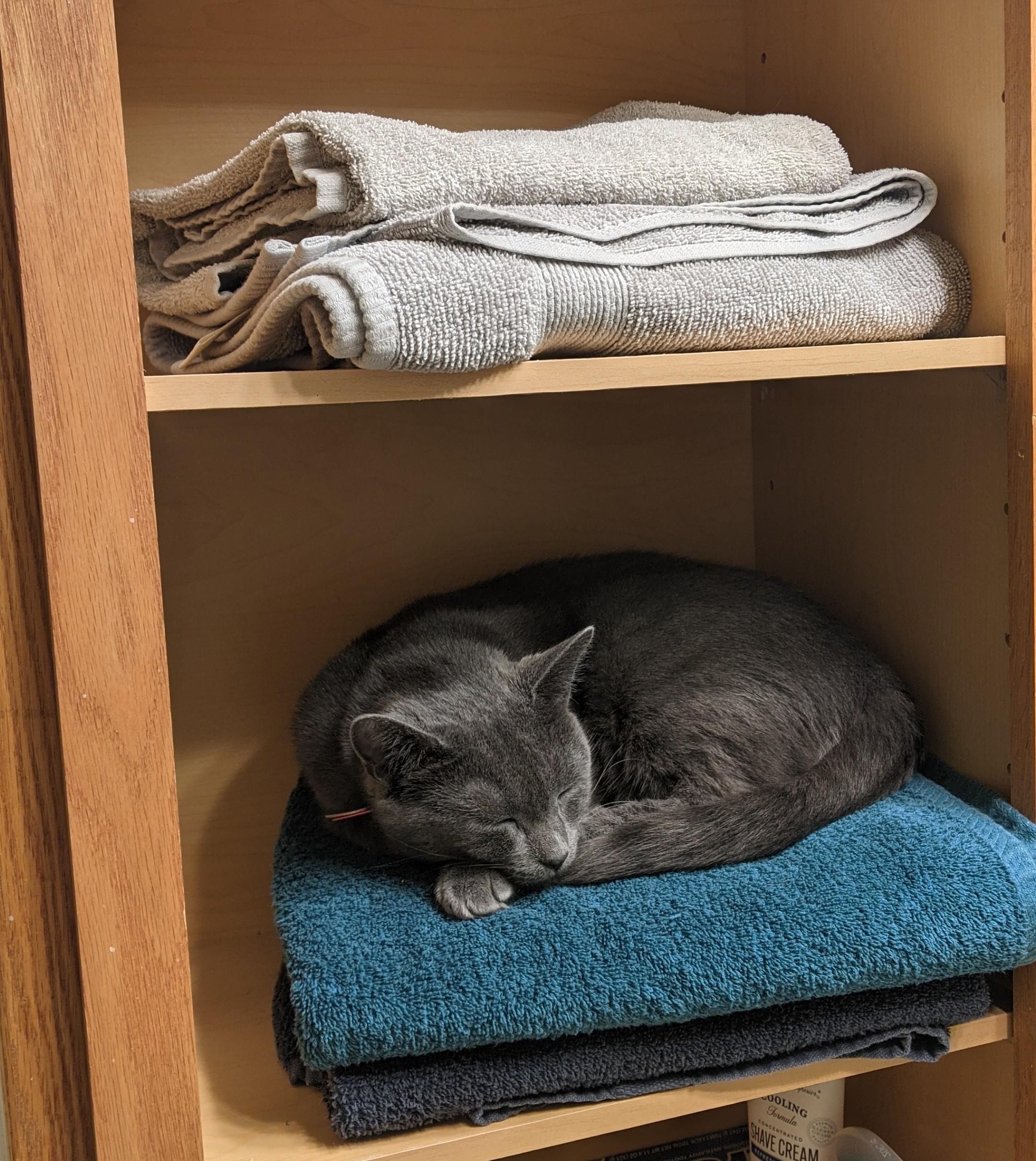 Sleepy kitty | Scrolller