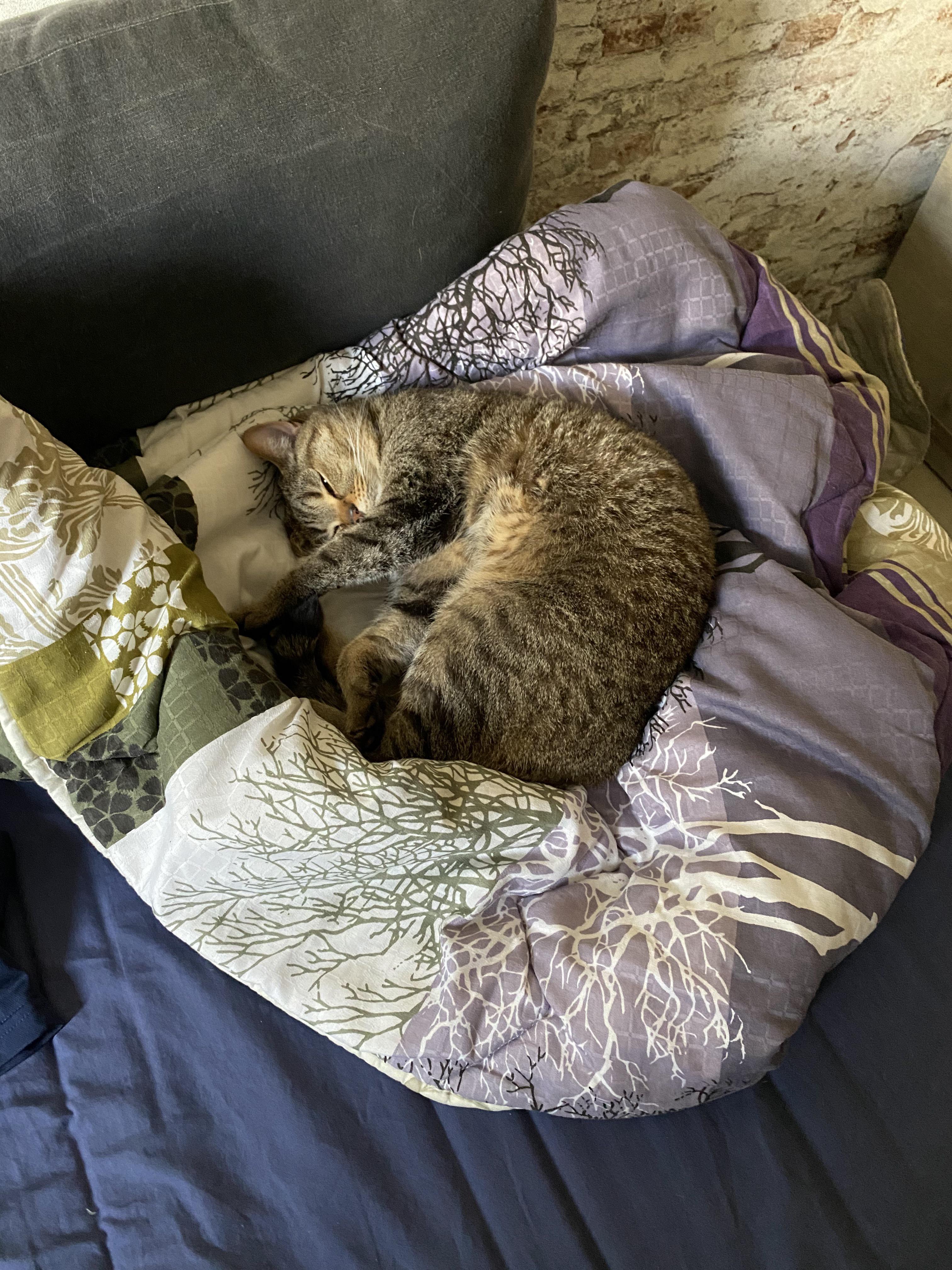 sleepy kitty | Scrolller