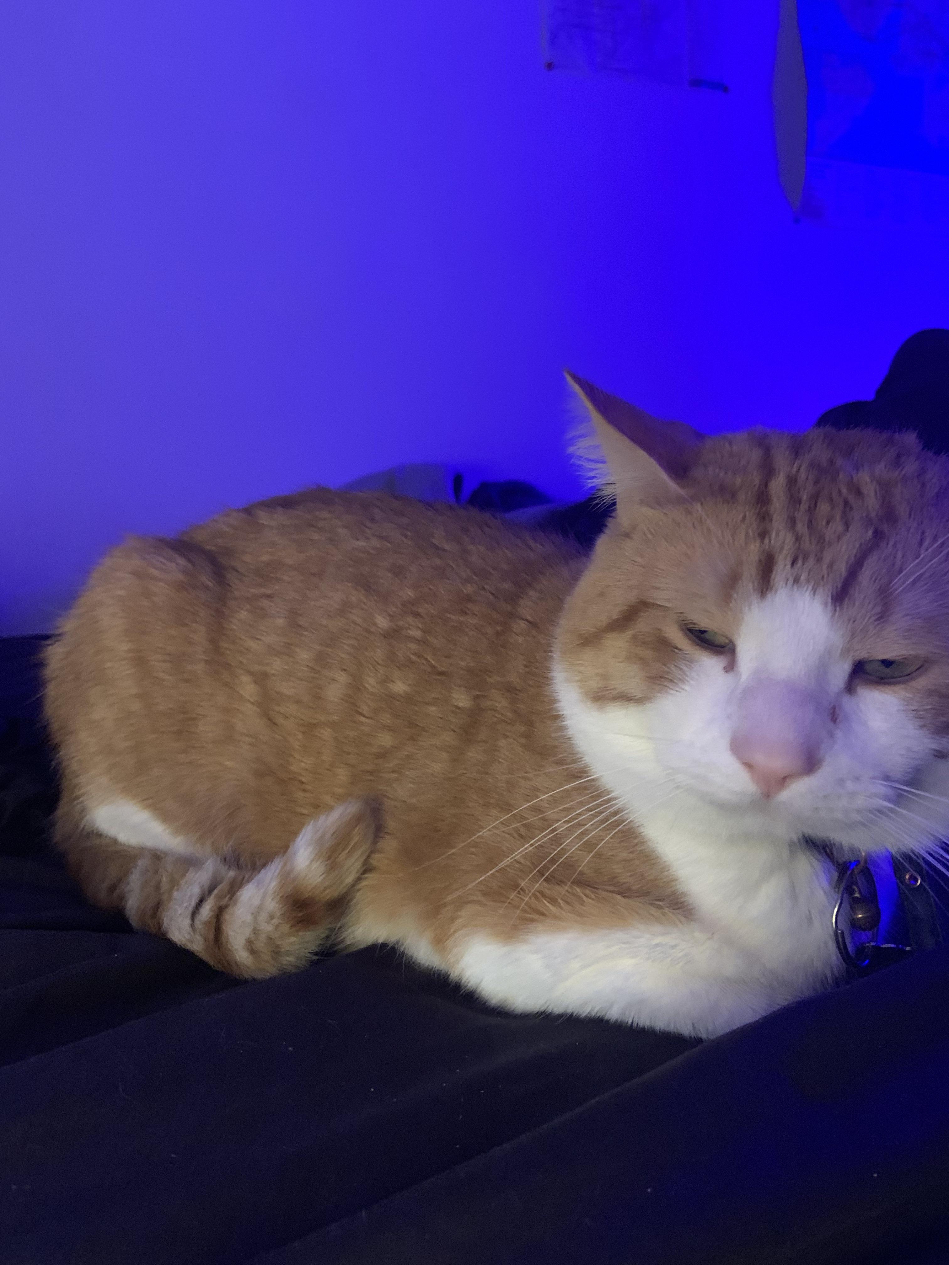 Sleepy loaf | Scrolller