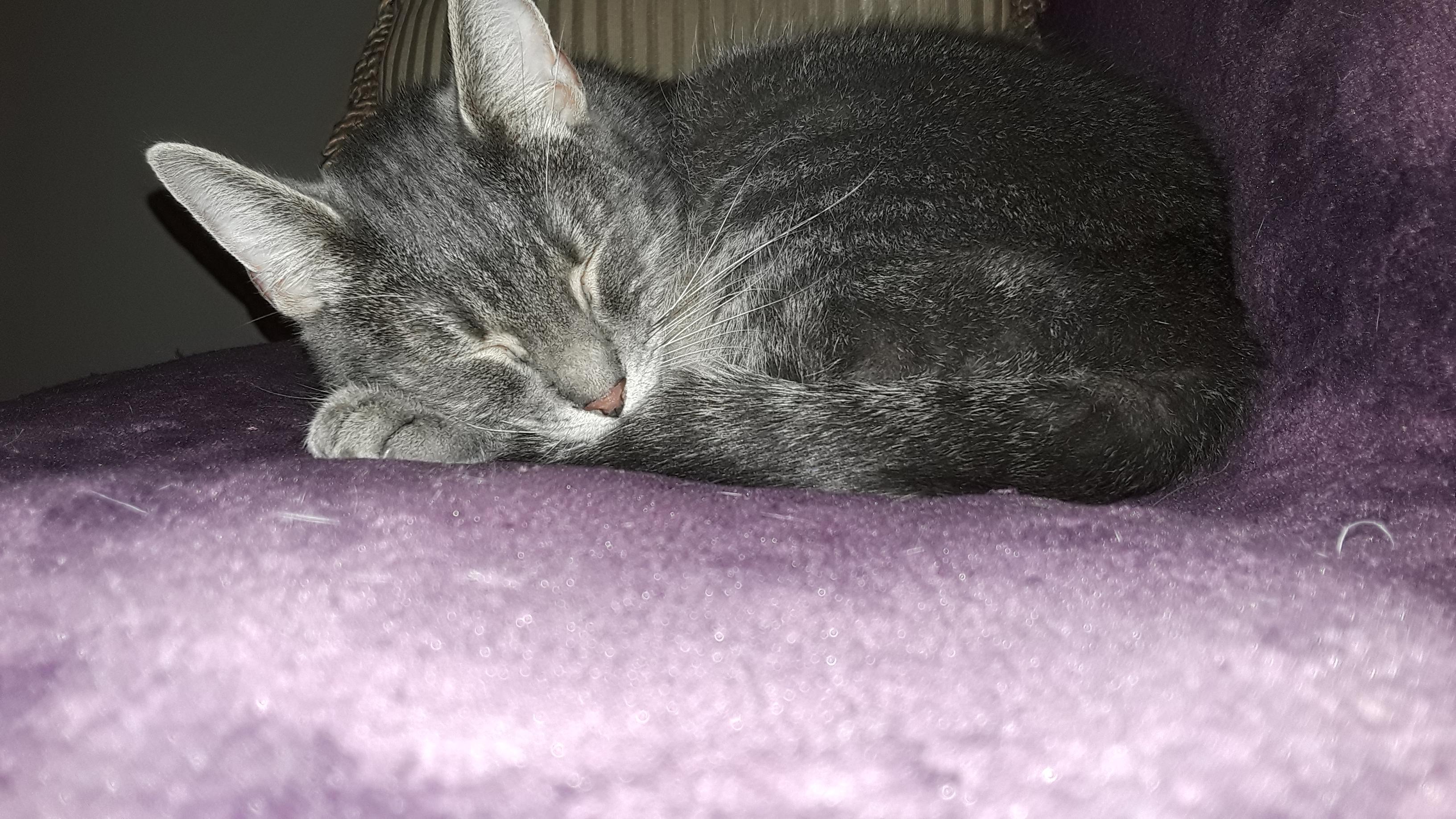 Sleepy Minerva. | Scrolller