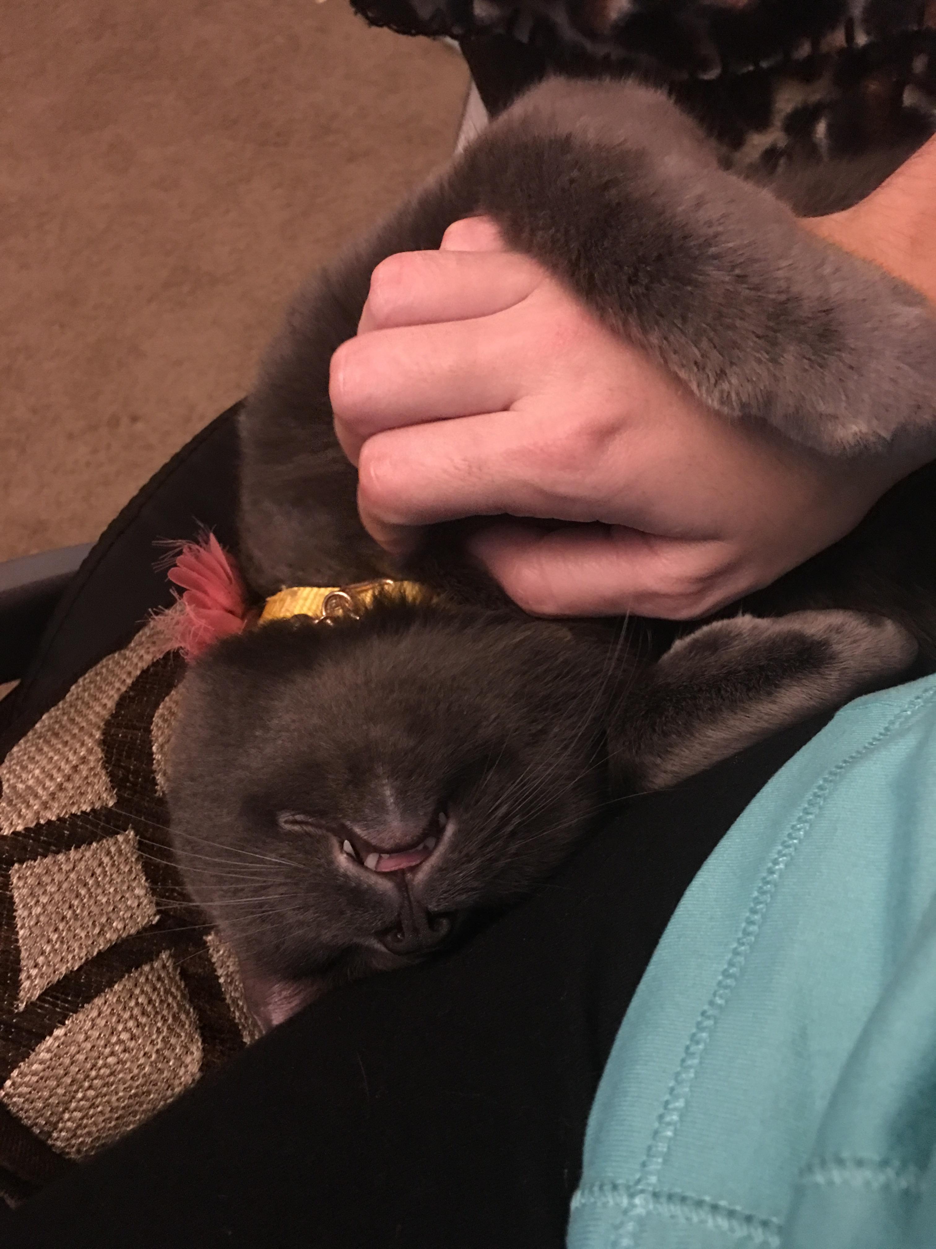 Sleepy mlep | Scrolller