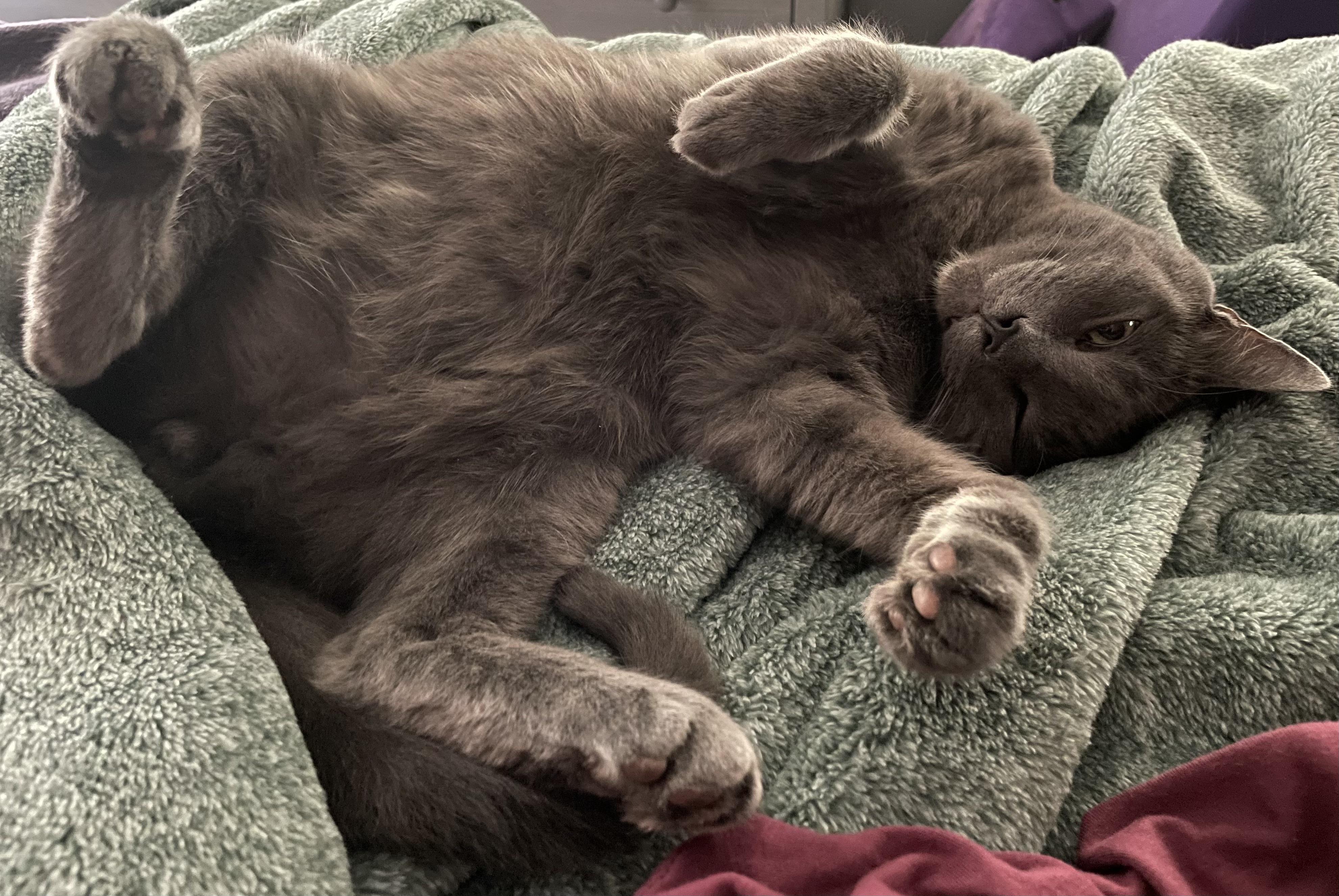 Sleepy morning belly | Scrolller
