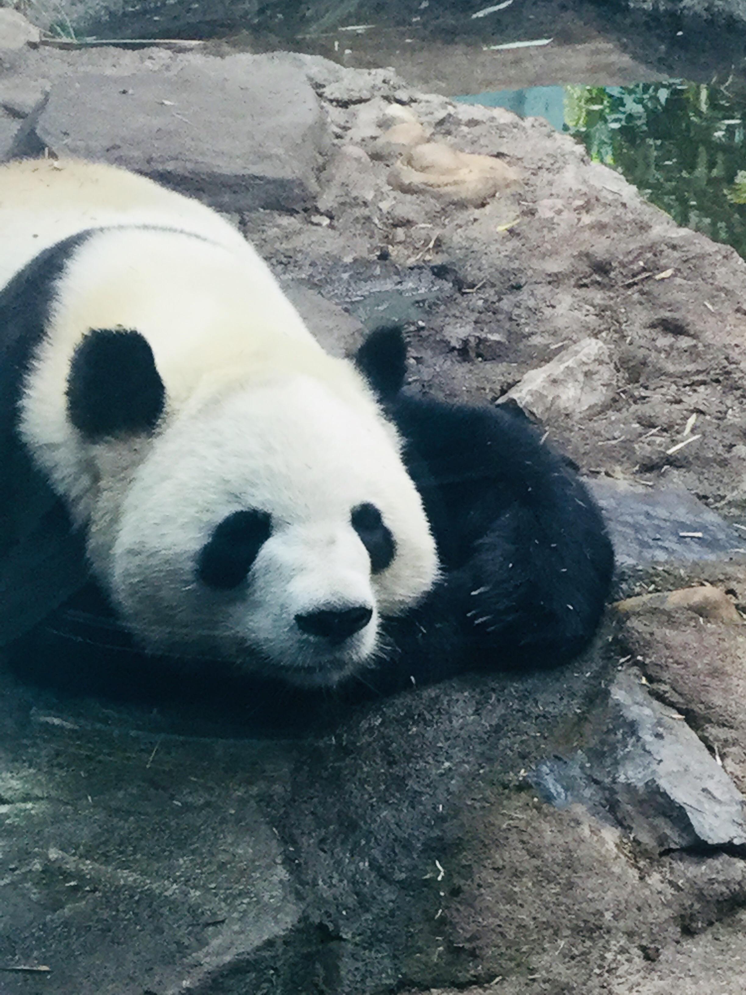 Sleepy panda at the Calgary zoo | Scrolller