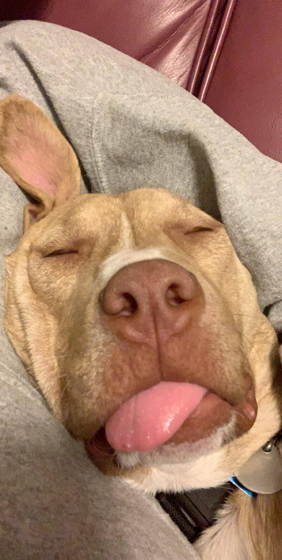 Sleepy pup | Scrolller