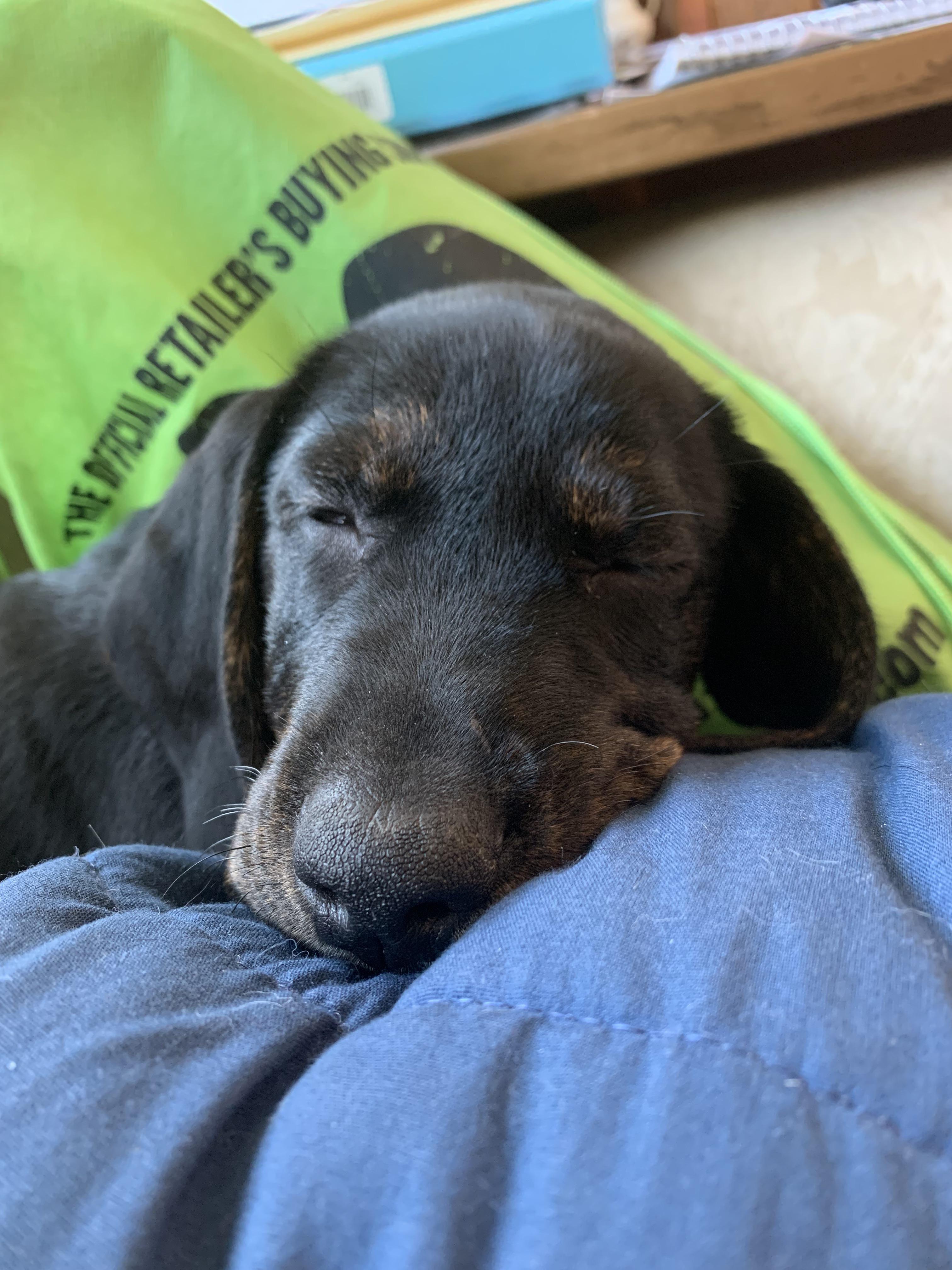 Sleepy pupper | Scrolller