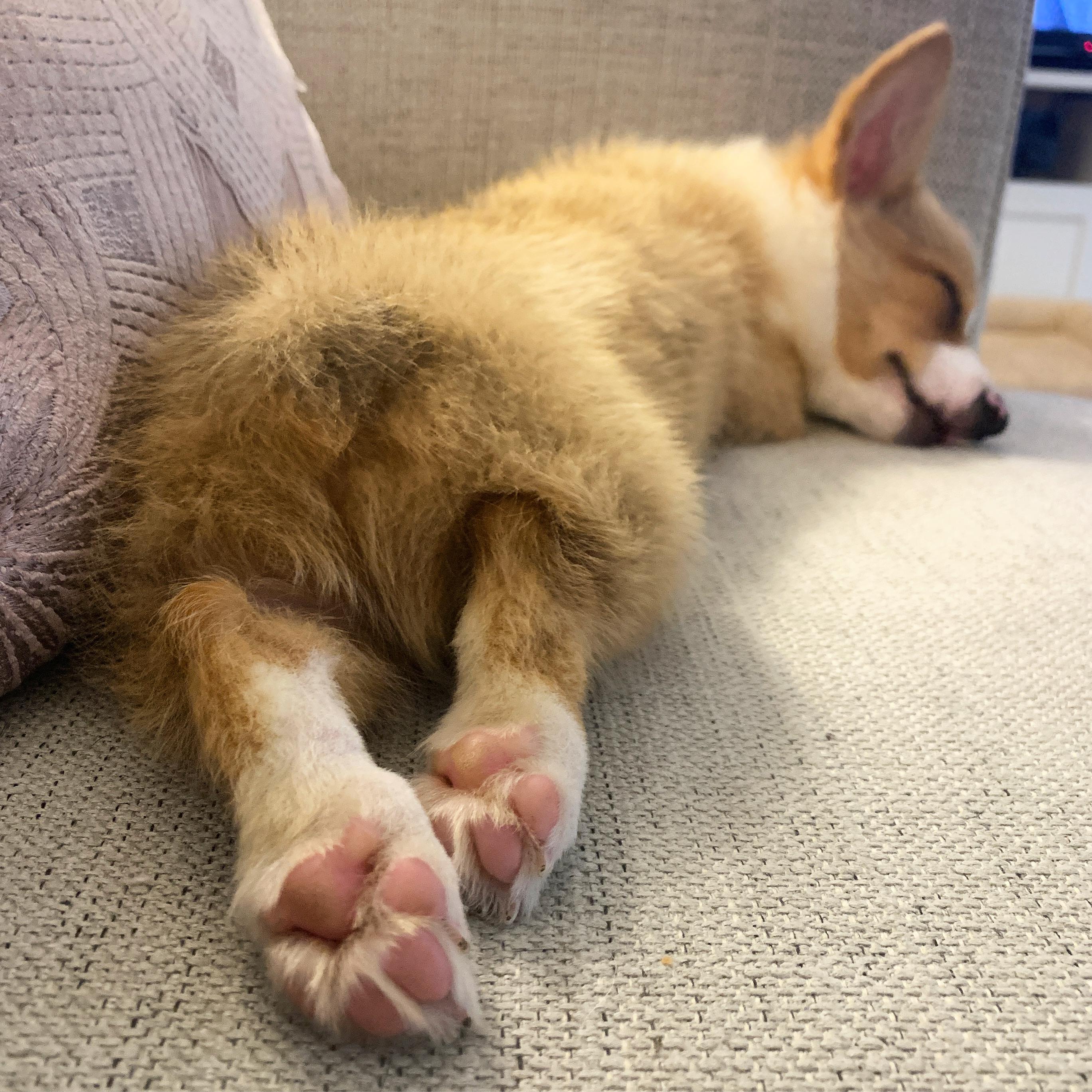 Sleepy Sploot Scrolller
