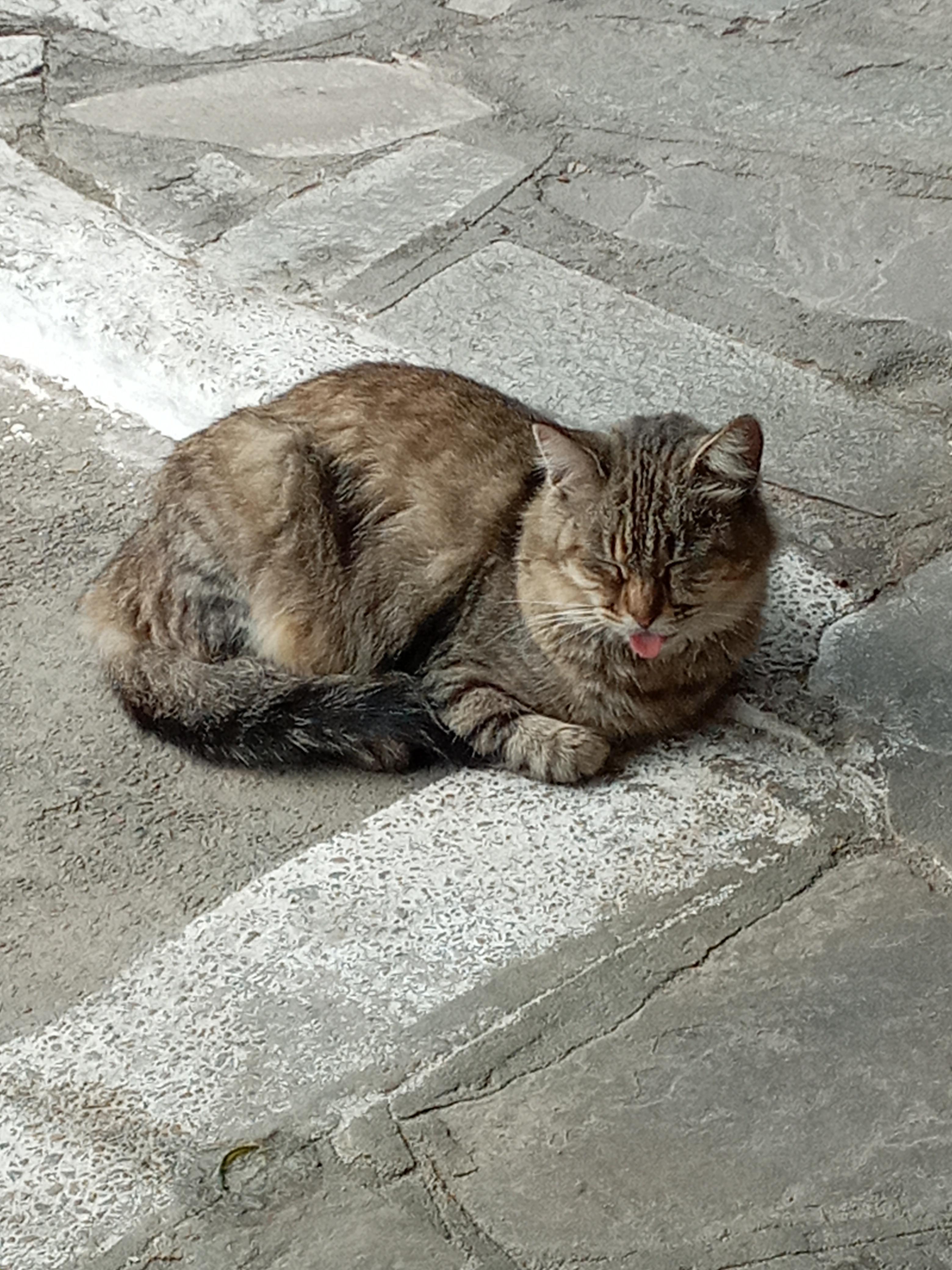 Sleepy Street boy ;-; | Scrolller