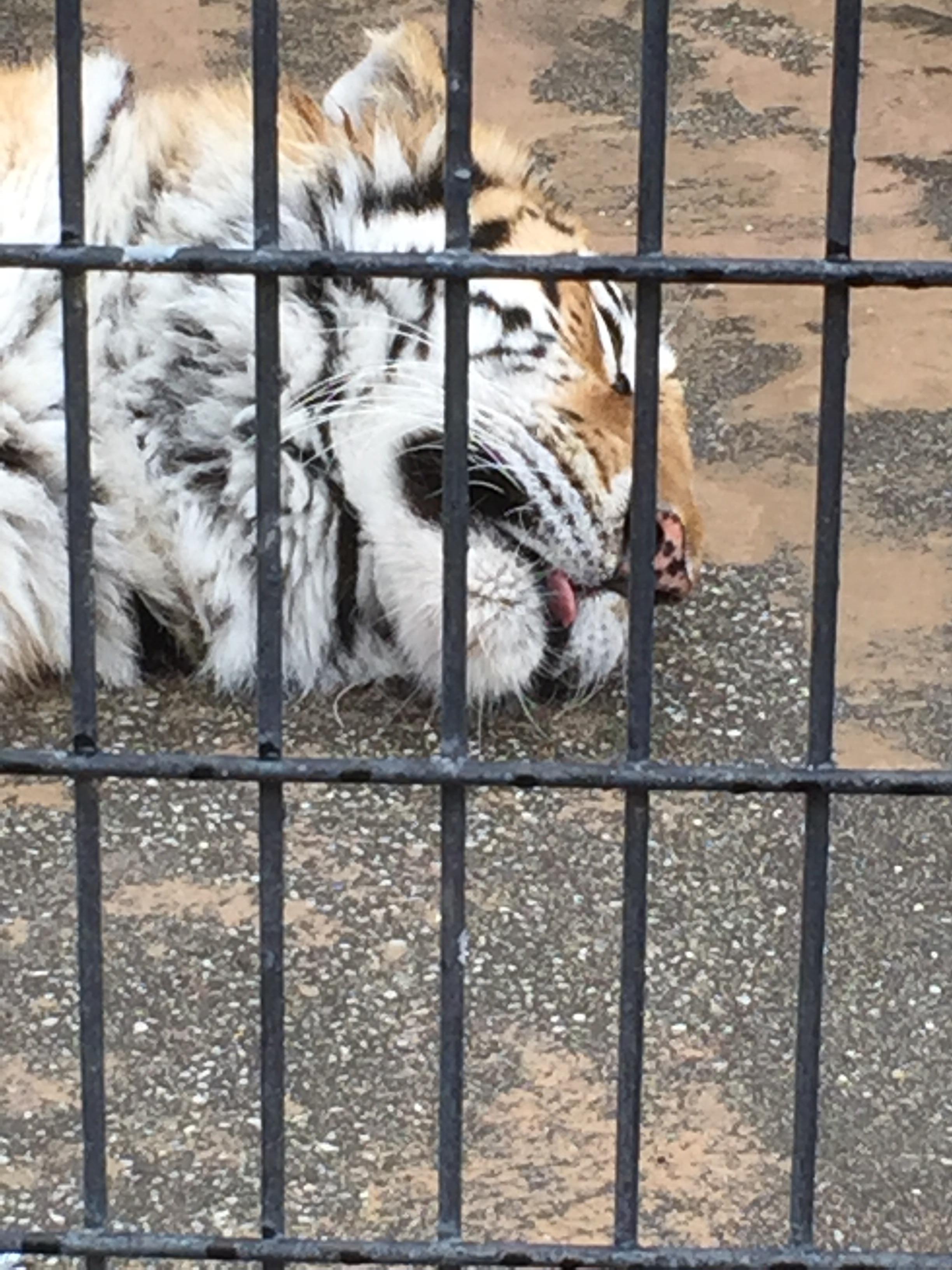 Sleepy tiger blup | Scrolller