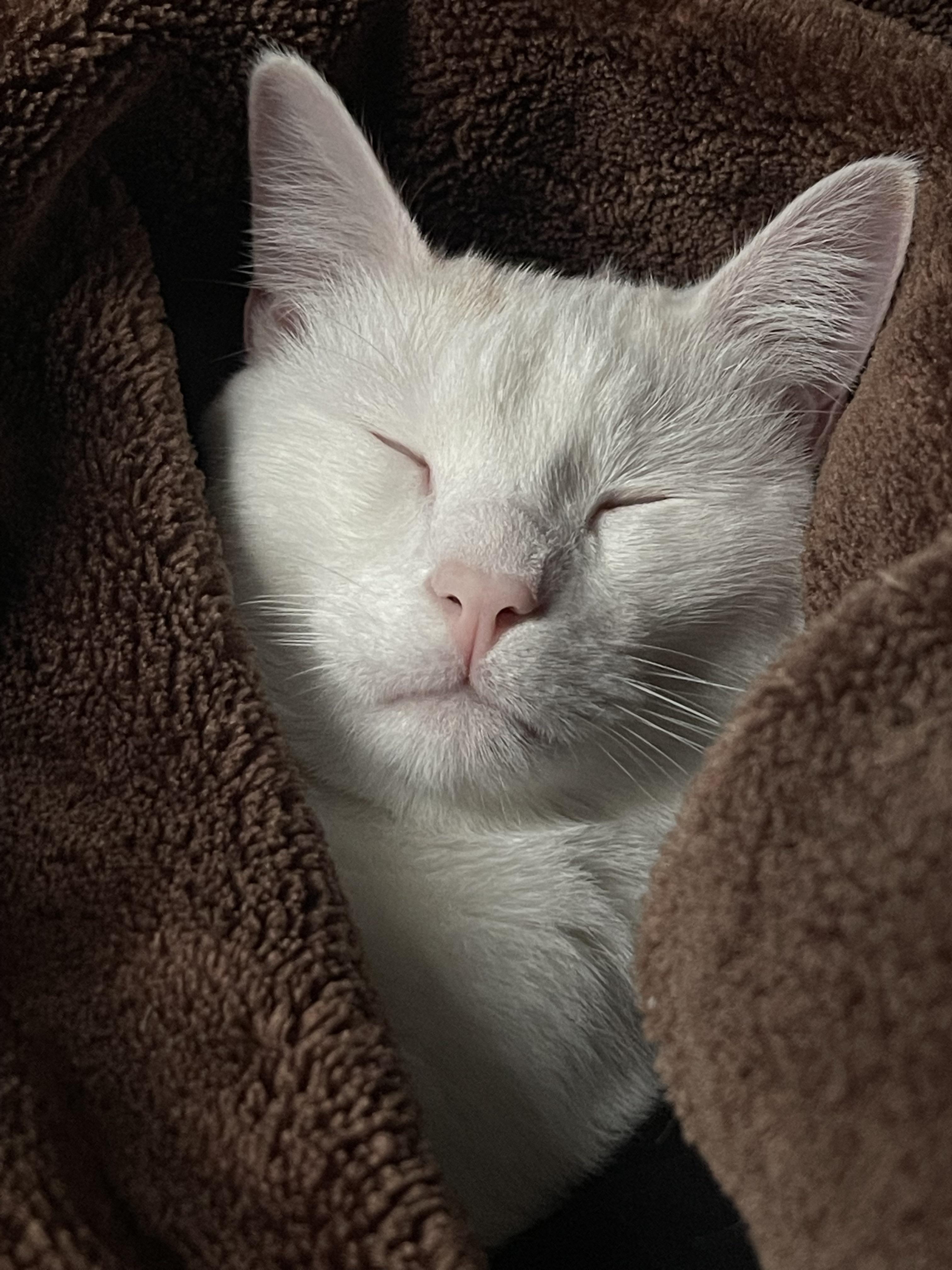 Sleepy time with da BOYZ | Scrolller