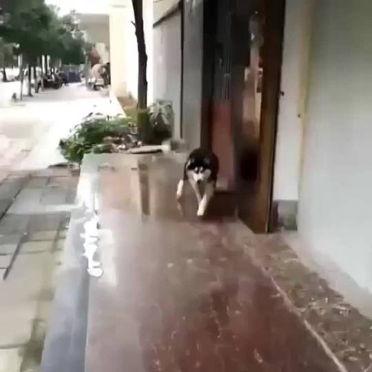 Slippery doggo froze in spacetime | Scrolller