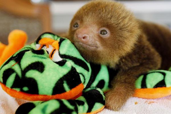 sloth child porn | Scrolller