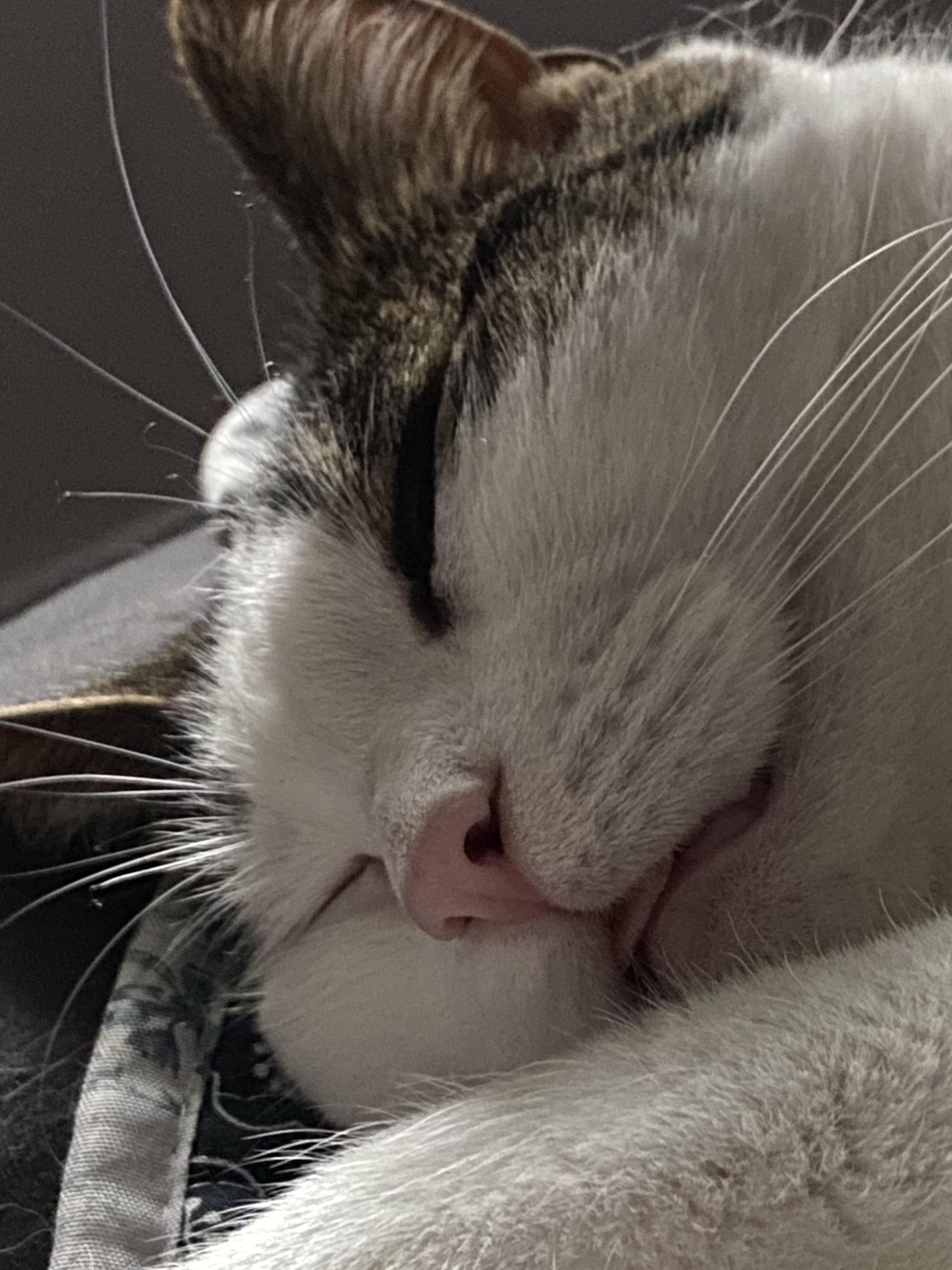 Small blep | Scrolller