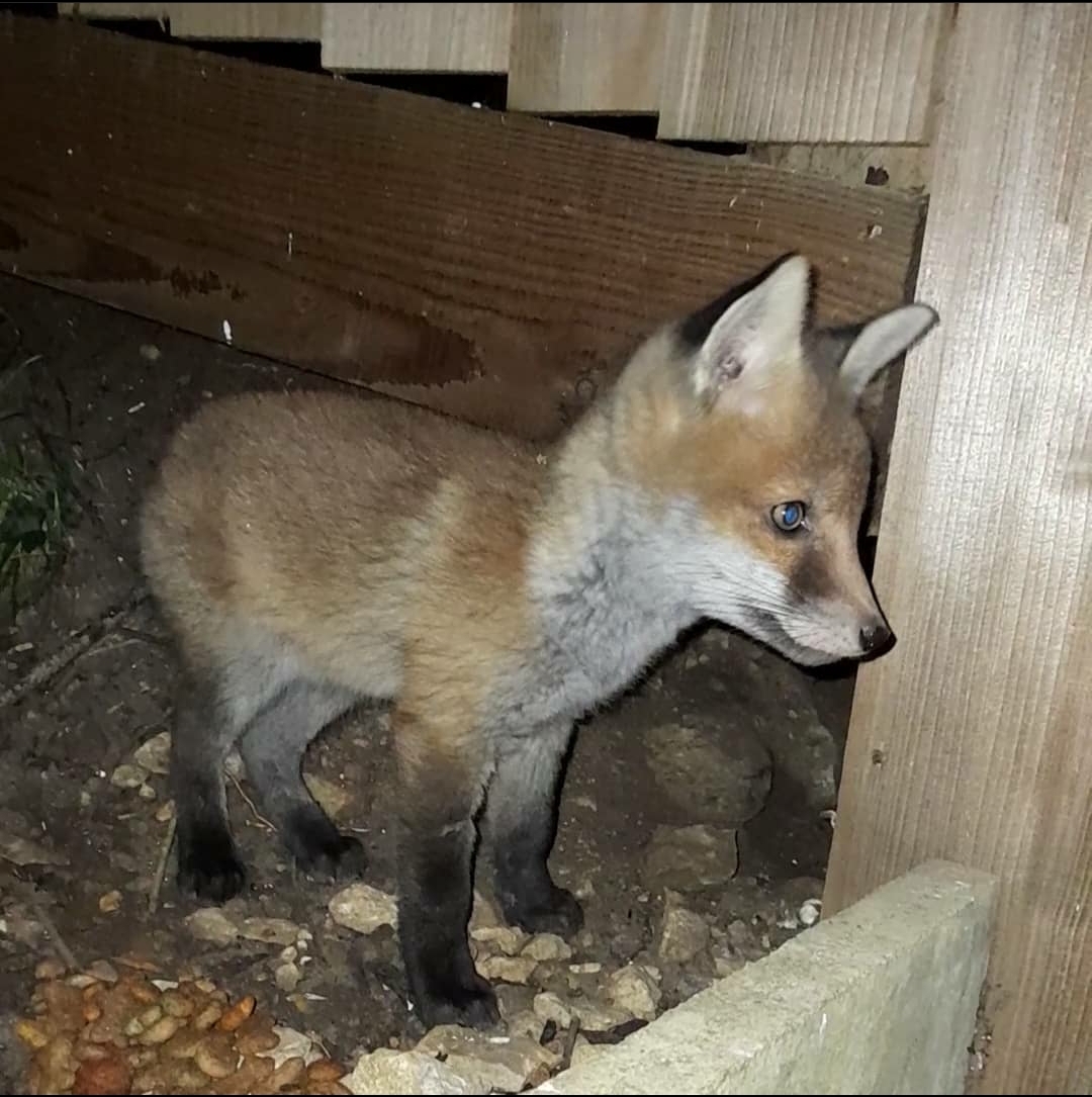 Small fox | Scrolller