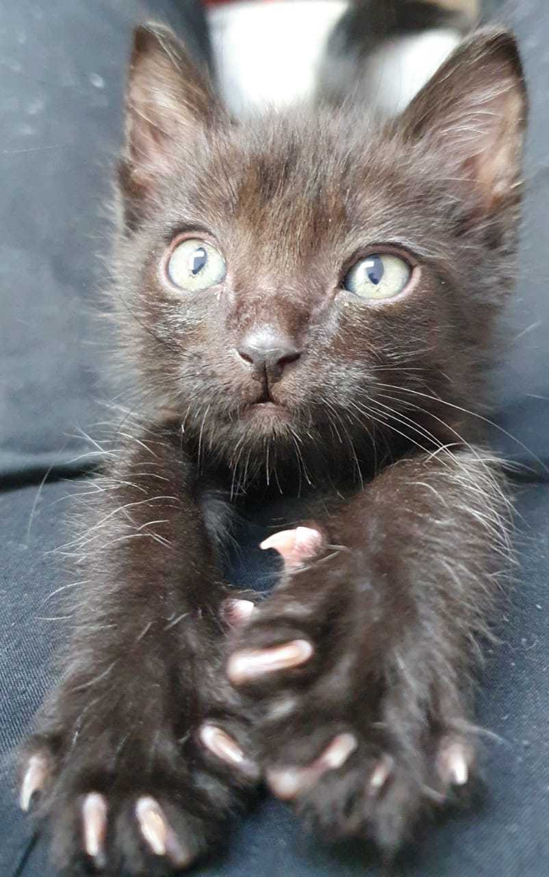 Small kitty, big claws. | Scrolller