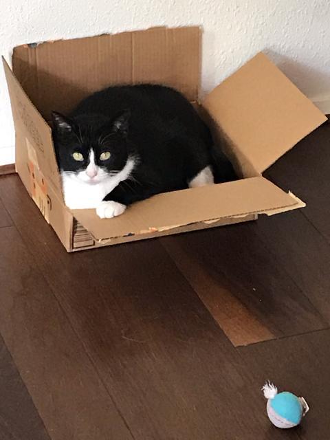 Small trap, large cat | Scrolller