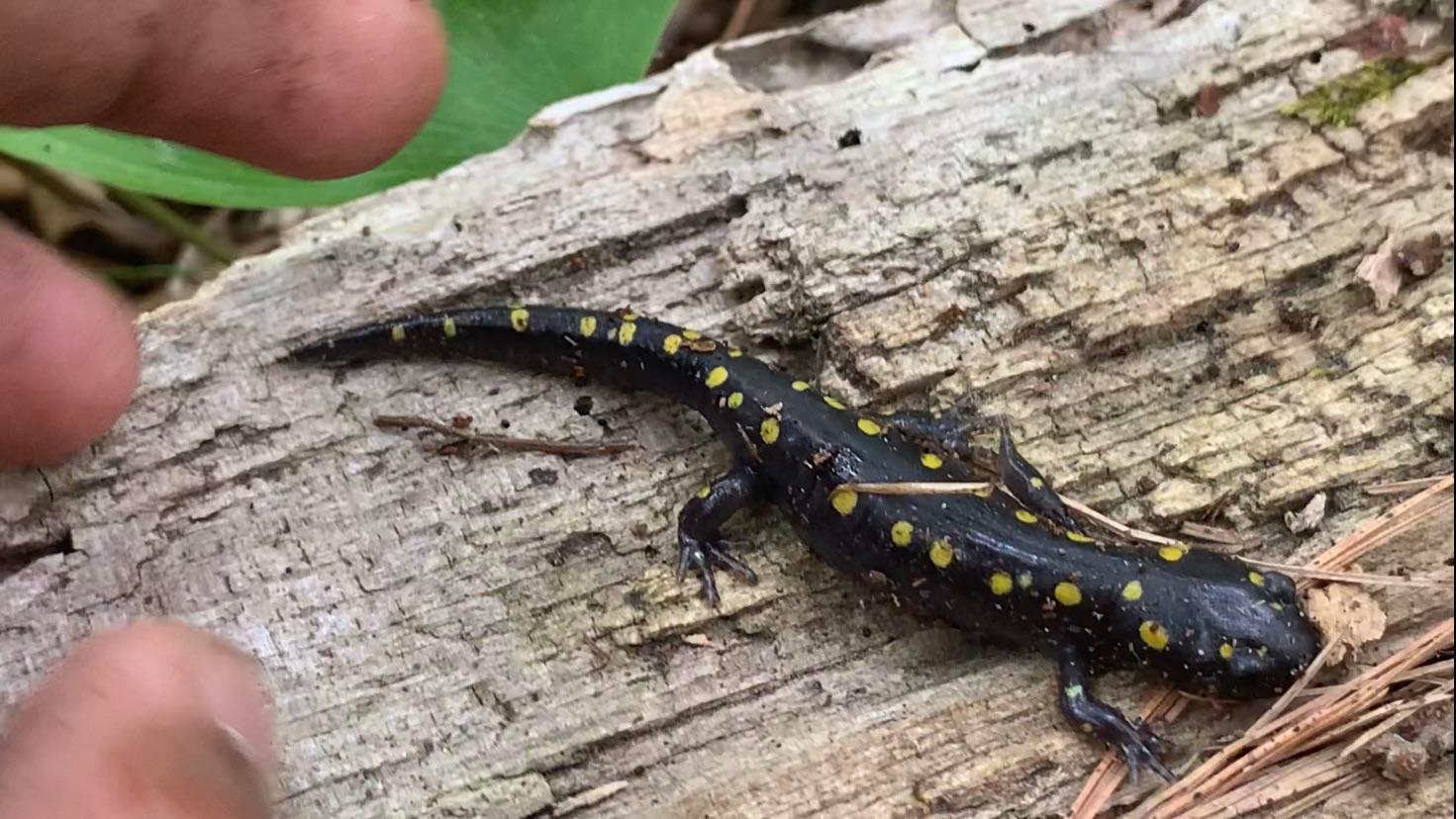 Smallest Spotted Salamander (that’s not in larval stage) ever! | Scrolller