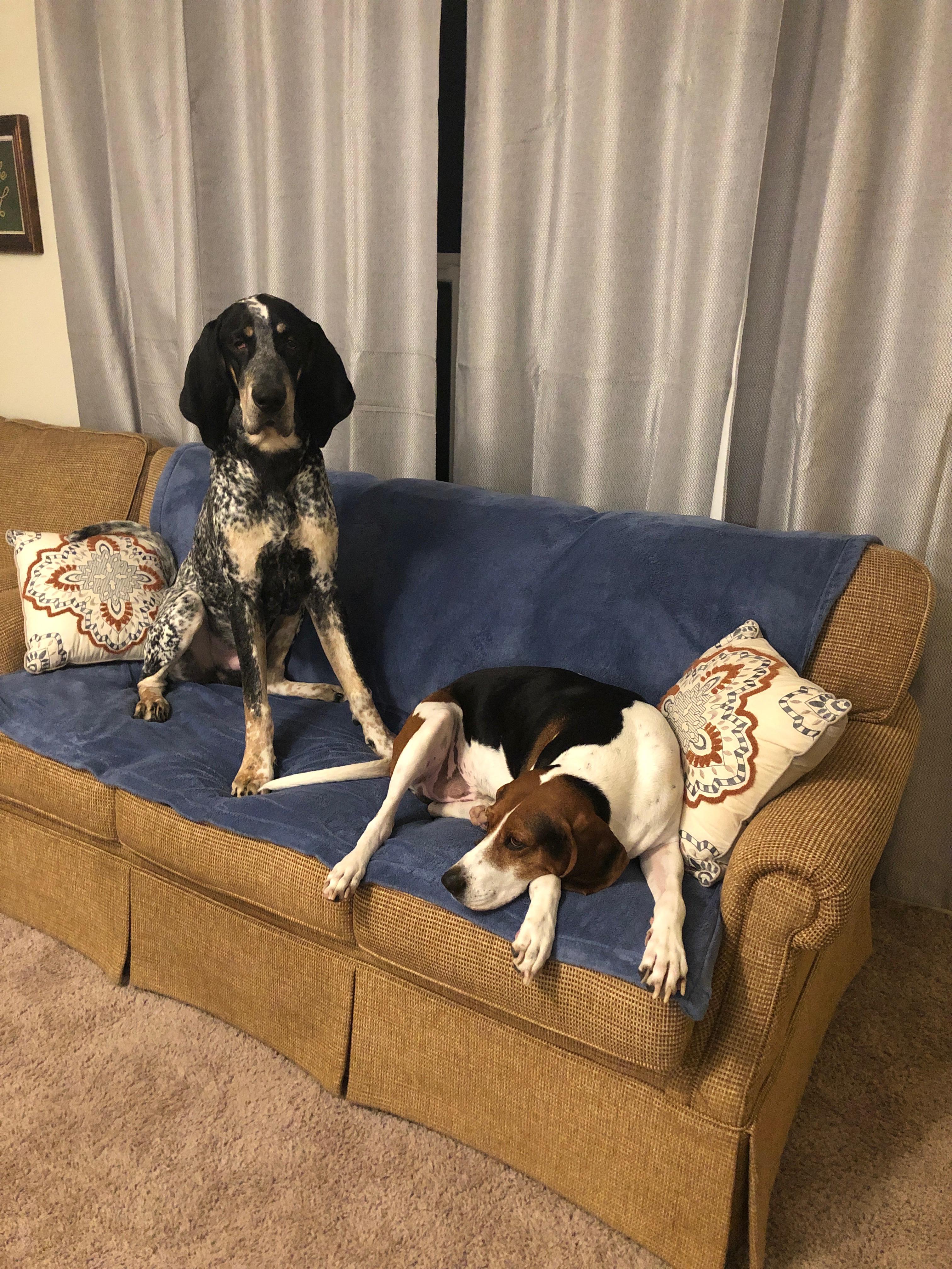 Smokey and Gunner | Scrolller