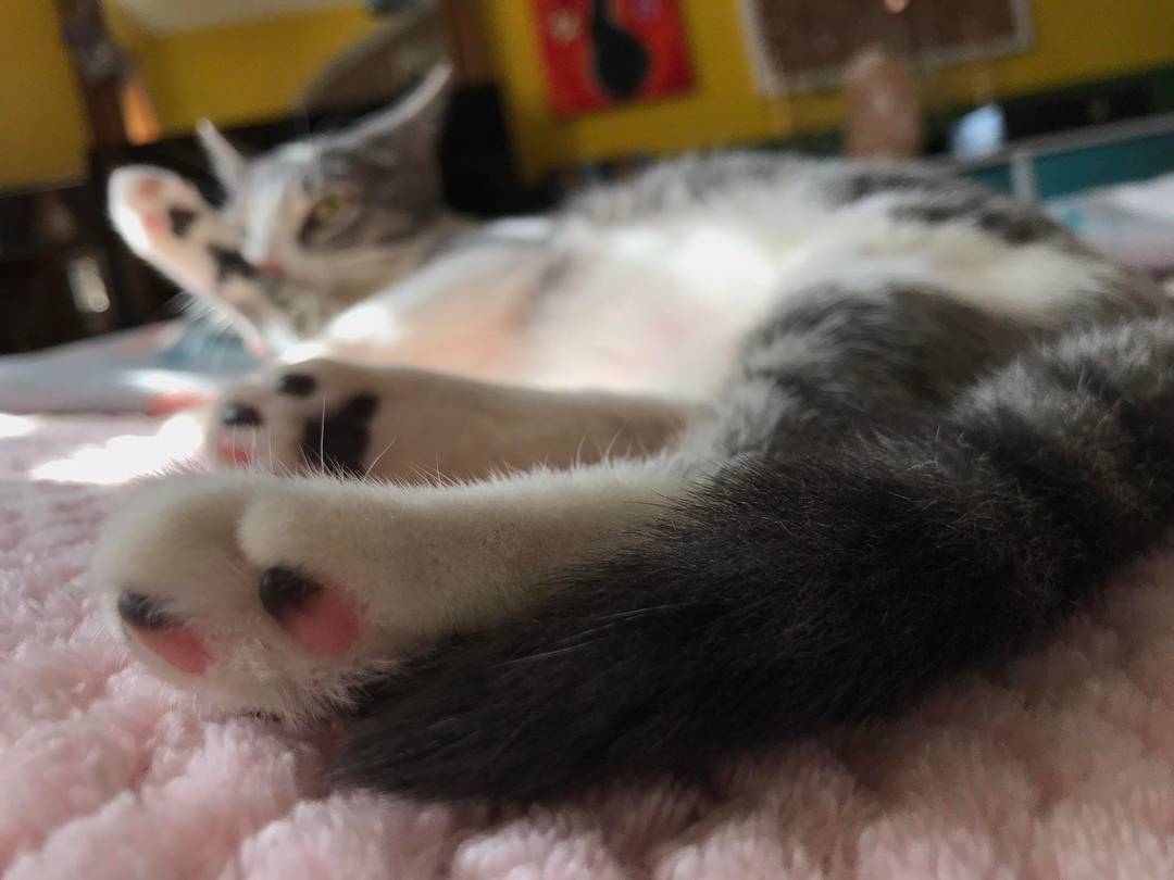 Smokey’s little domino toe beans | Scrolller