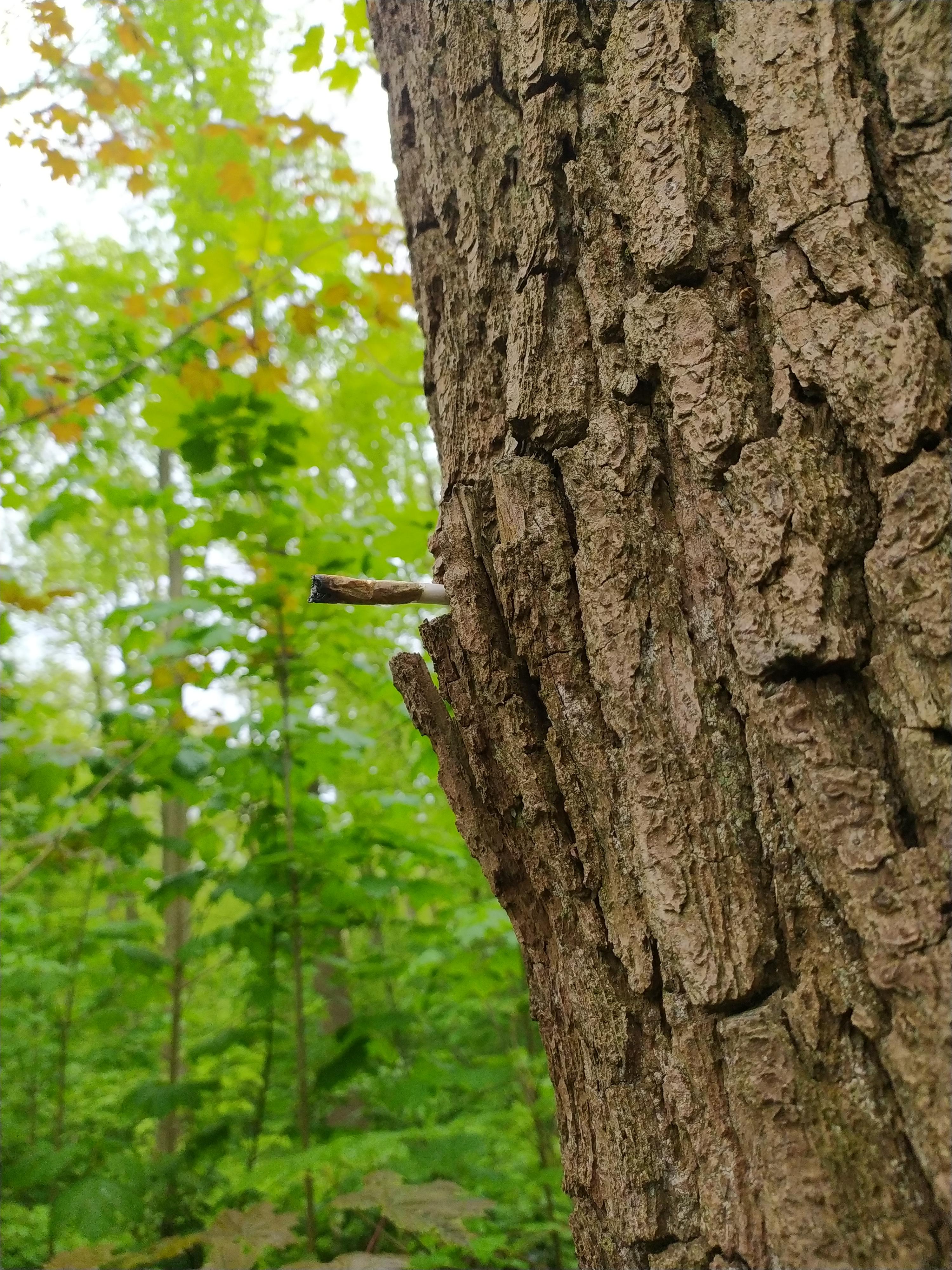 Smoking trees | Scrolller