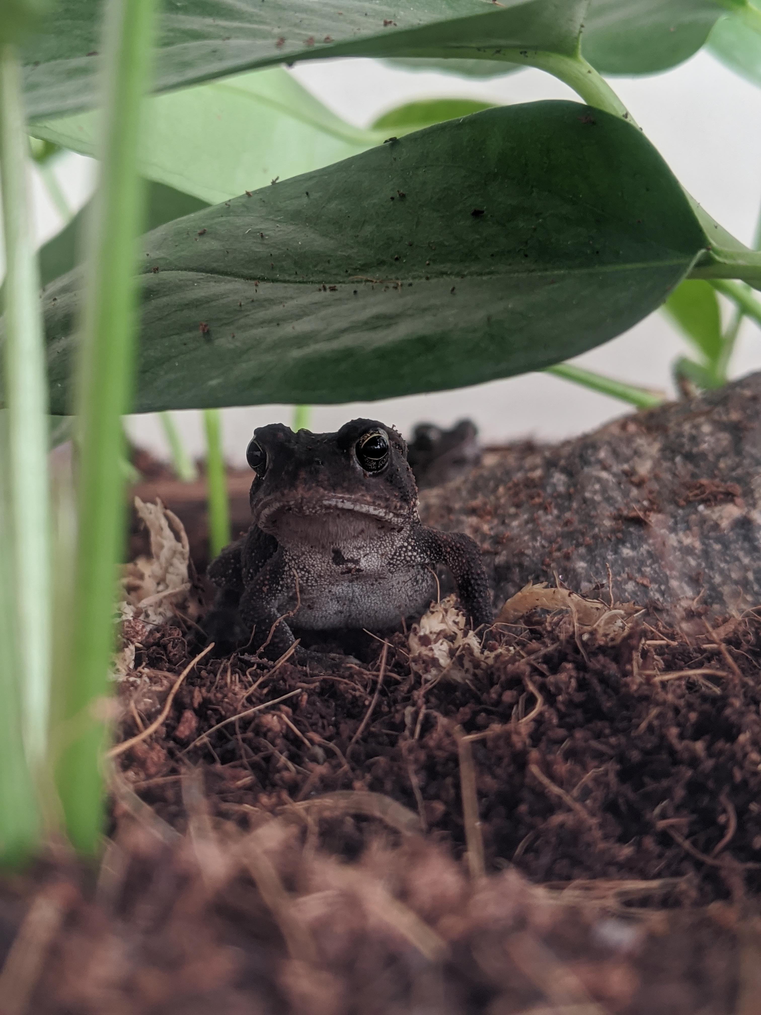 smol boi | Scrolller