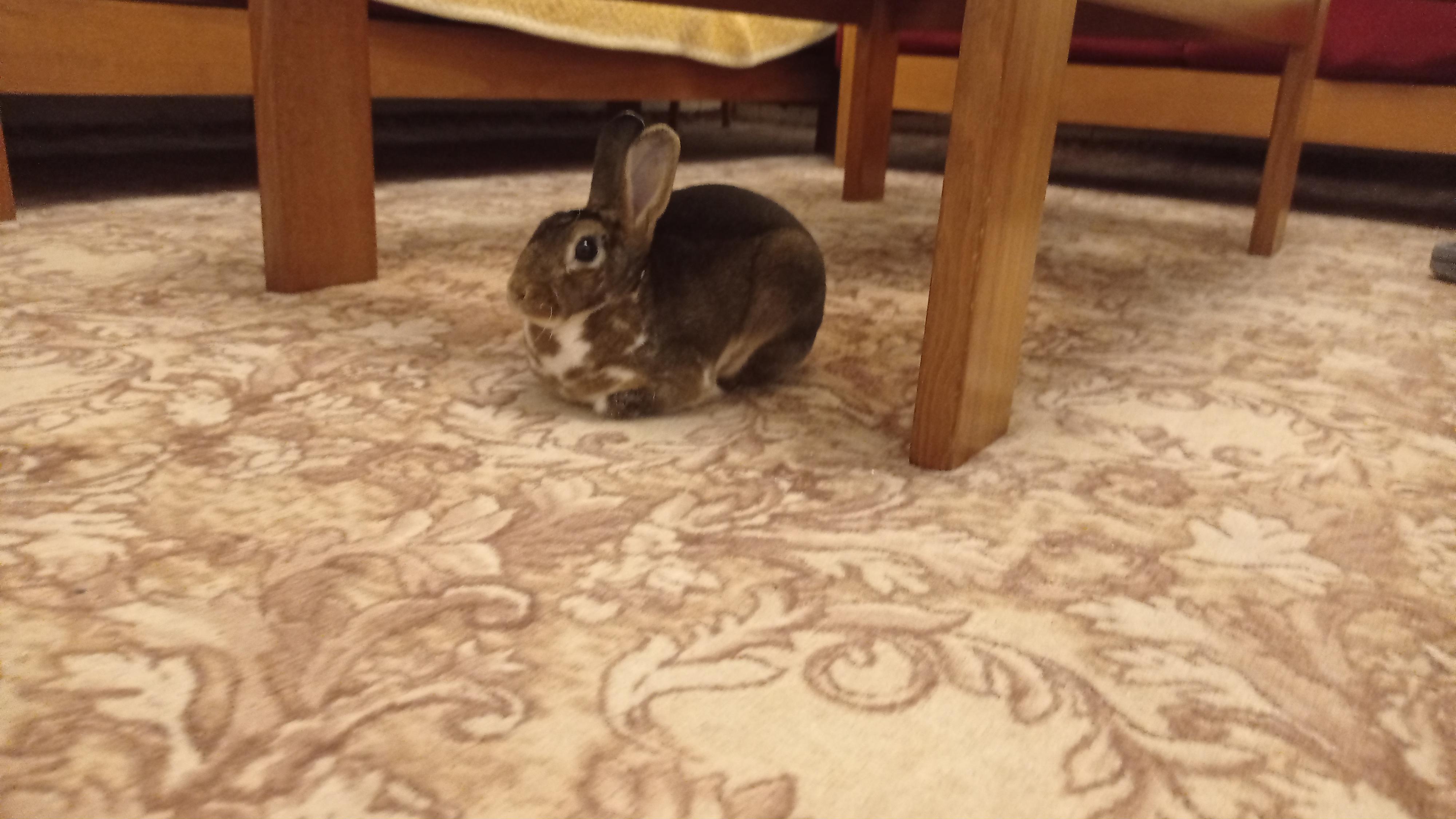 Smol bun sleeping under the table | Scrolller